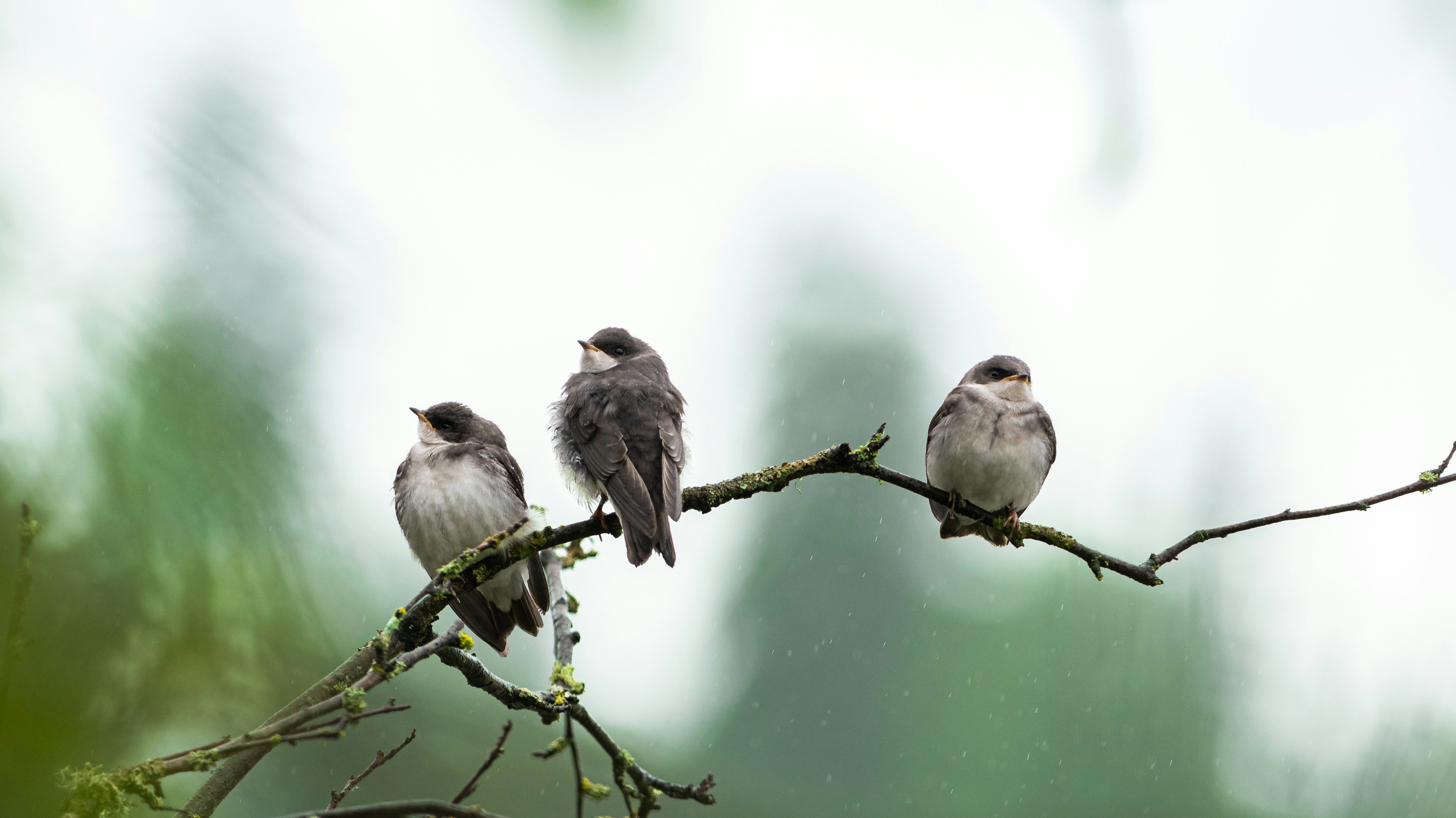 Three Perched Grains: A Tranquil Moment on a Thin Branch