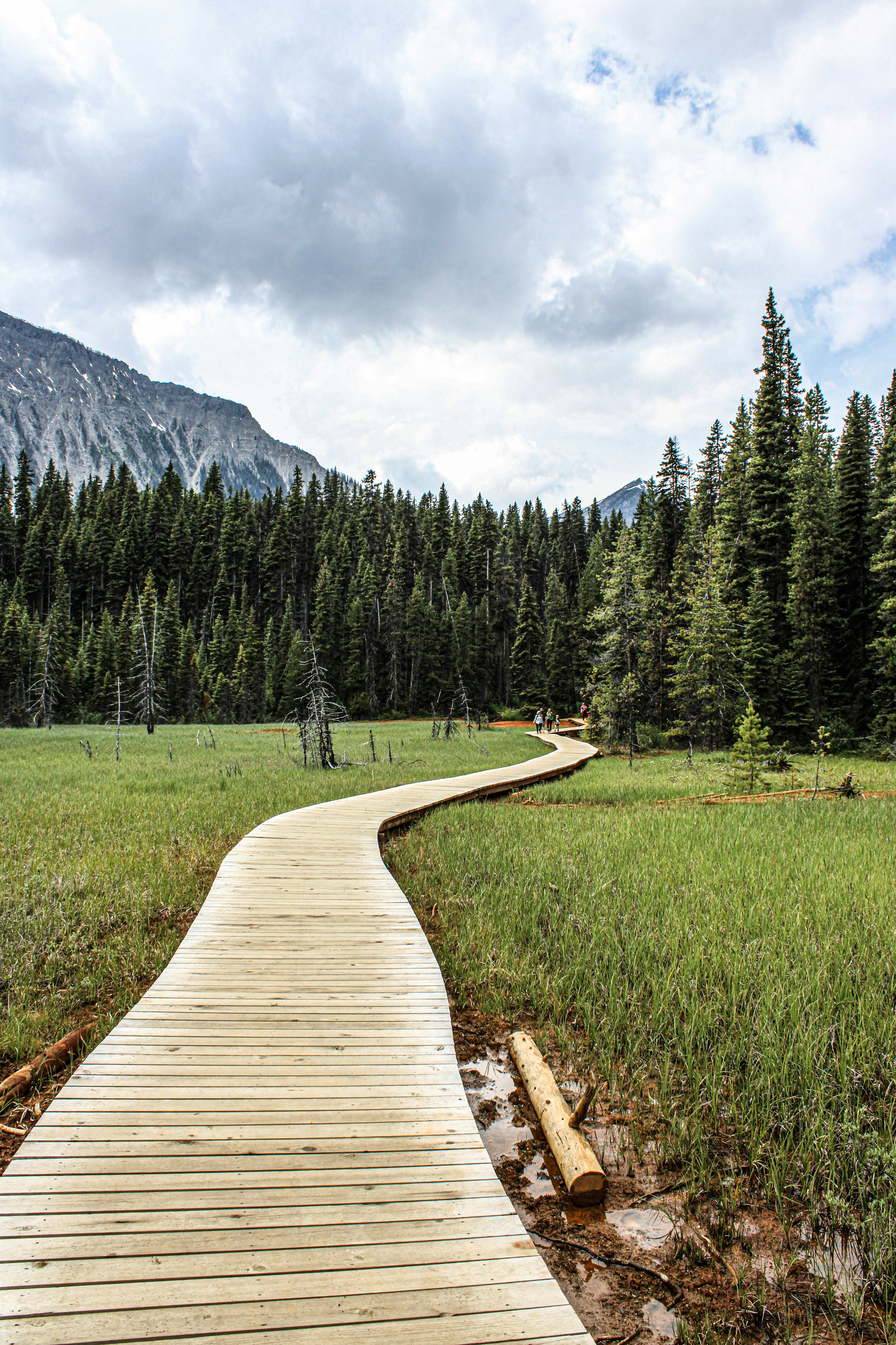 Winding Boardwalk Through Meadow Toward a Pine Forest