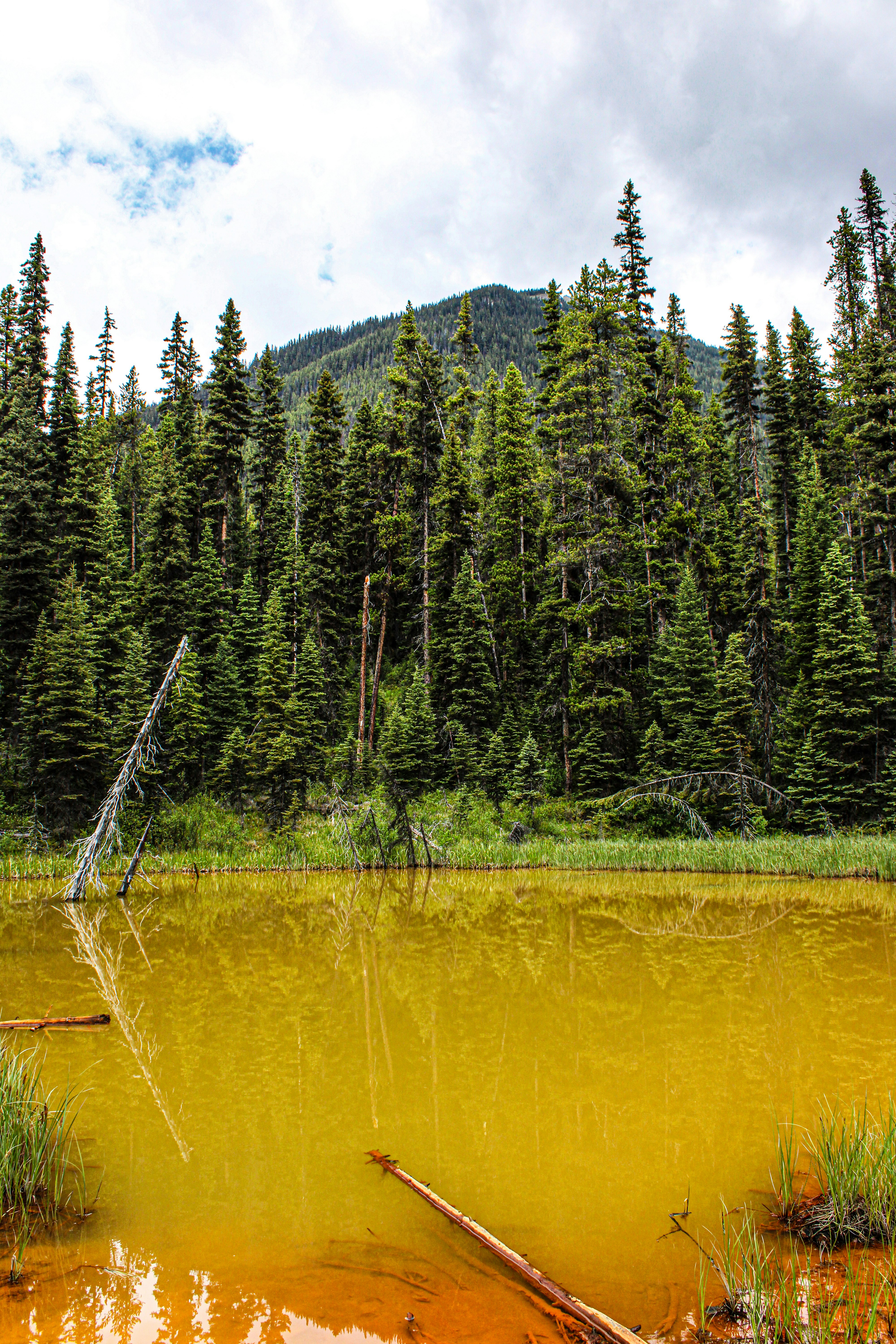 Gold-Tinted Pond Surrounded by Pines under a Cloudy Sky
