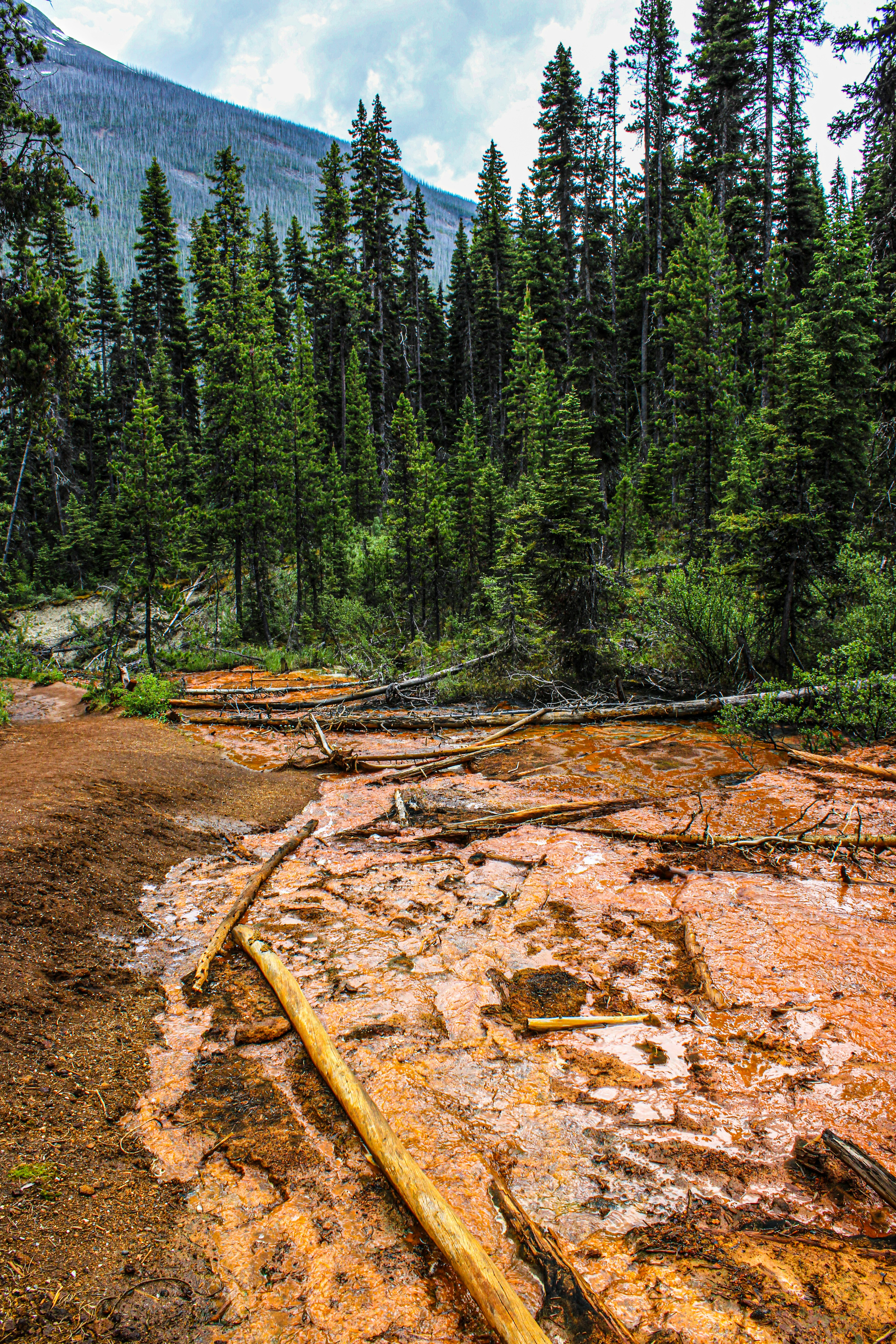Dirt path winds through a dense forest with towering evergreen trees and a rocky, orange-hued terrain.