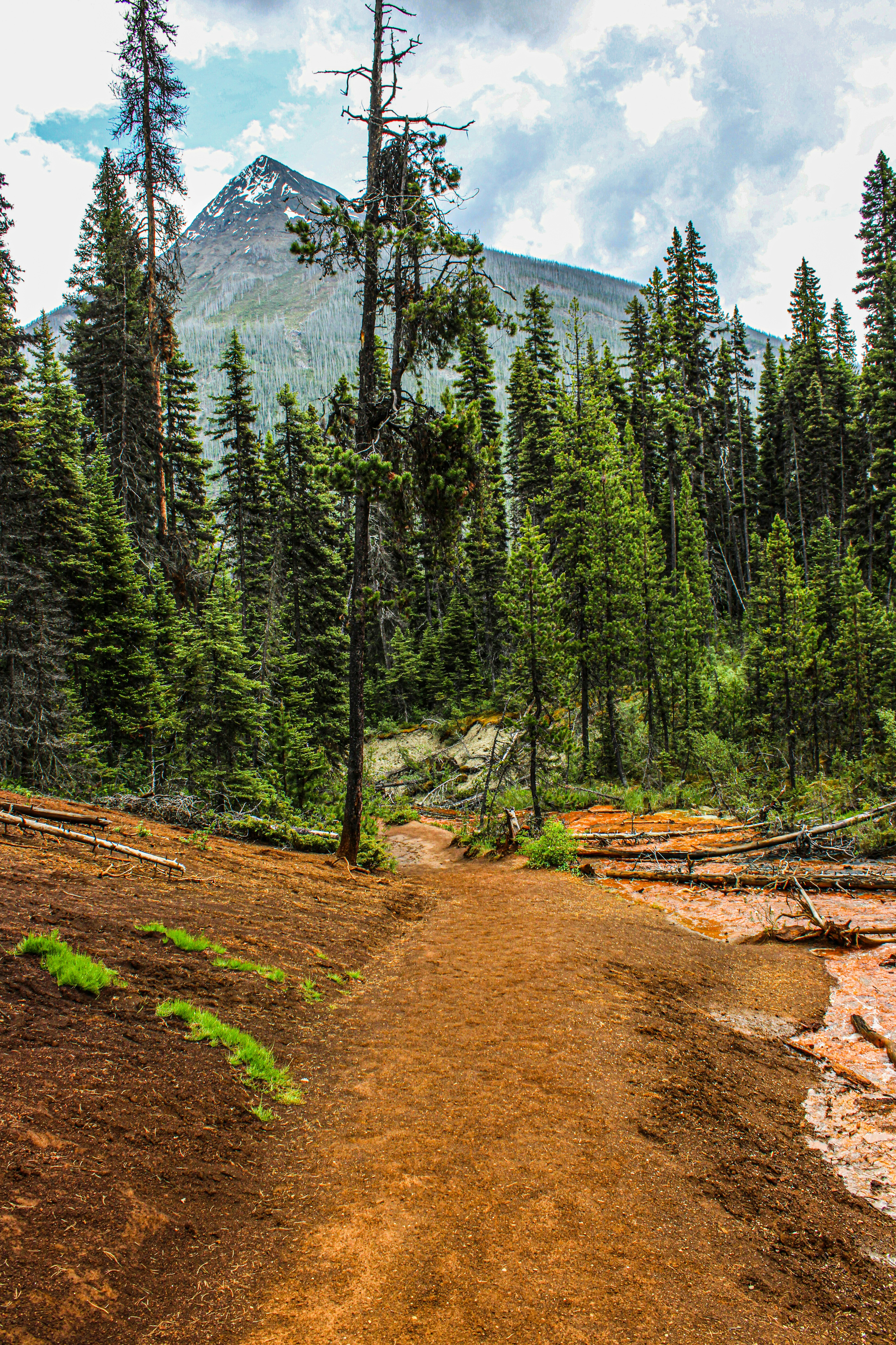 Rust-Colored Trail Through a Pine Forest Toward a Snow-Capped Peak