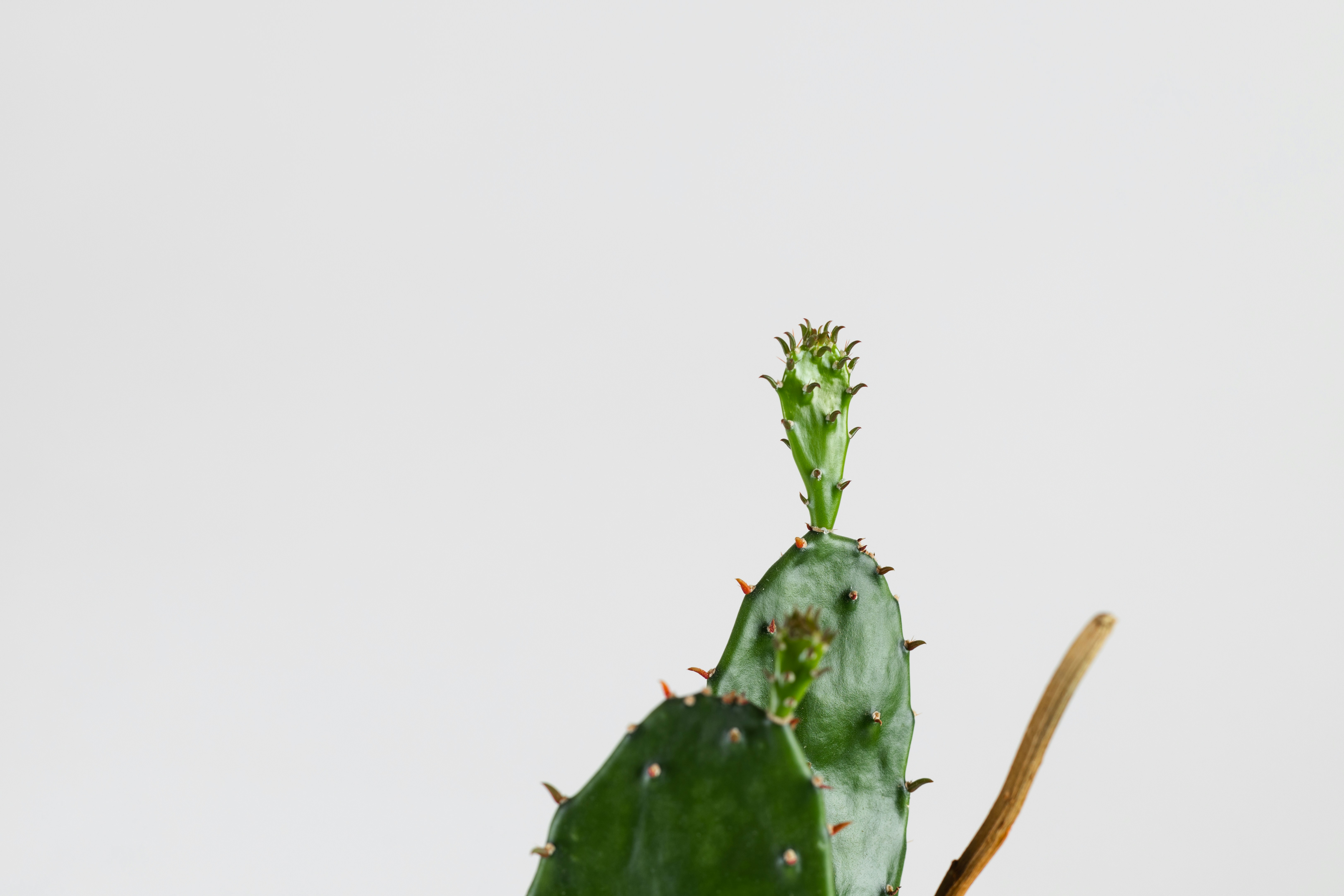 Emergent Growth on a Prickly Pad in a Minimal White Studio