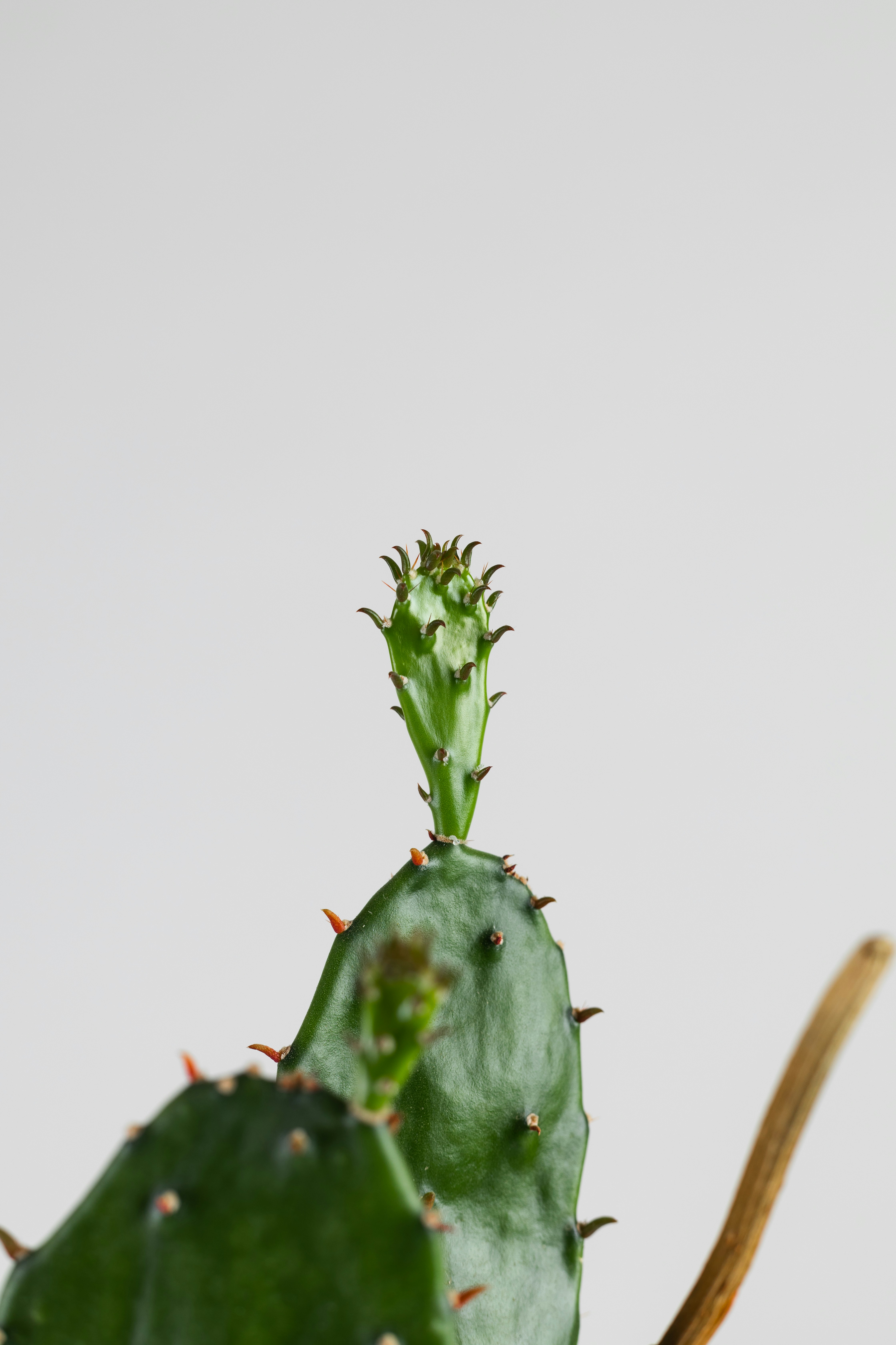 Emerald Spike on a Quiet Gray Stage