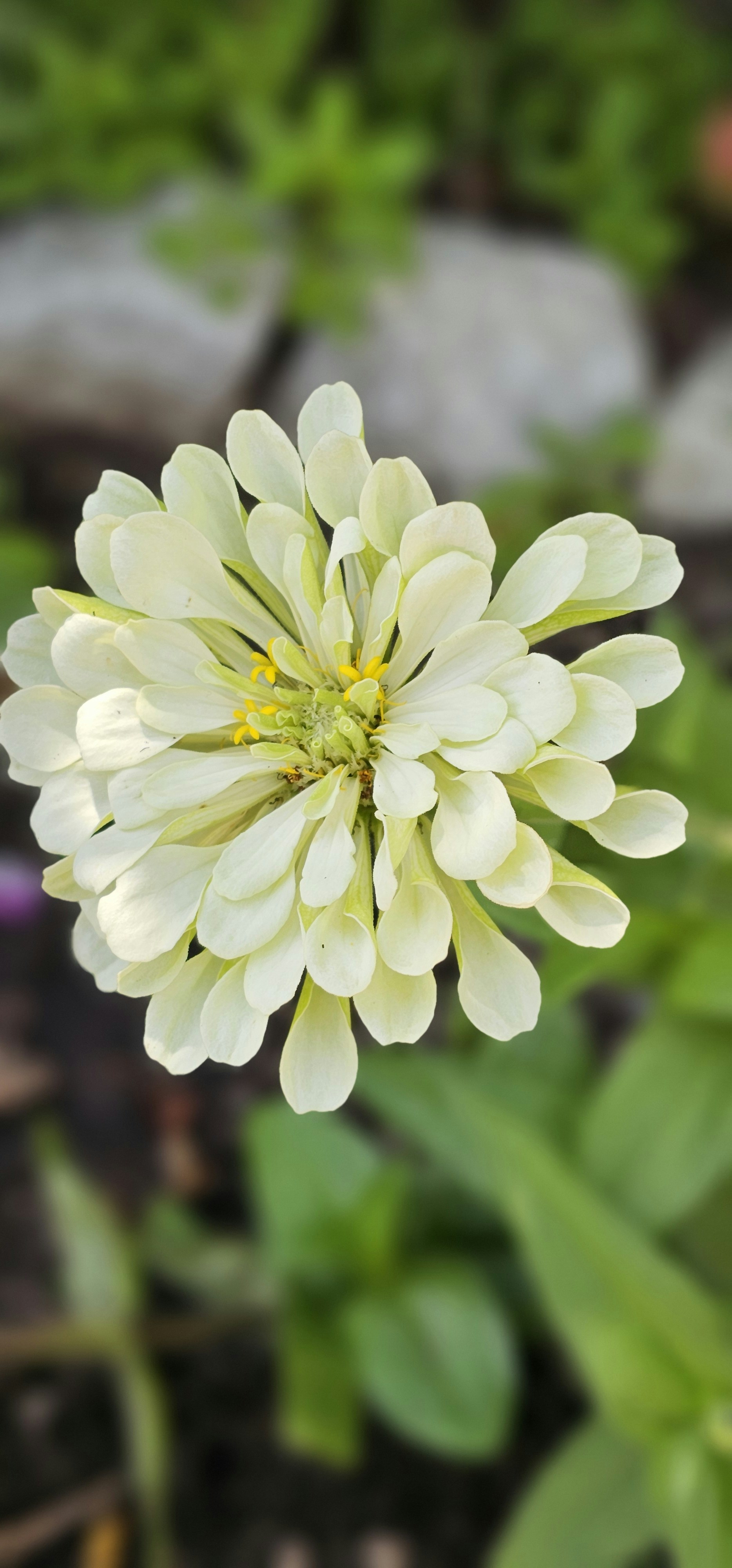 Ivory Zinnia in Focus: a close-up study of layered petals and sunlit depth
