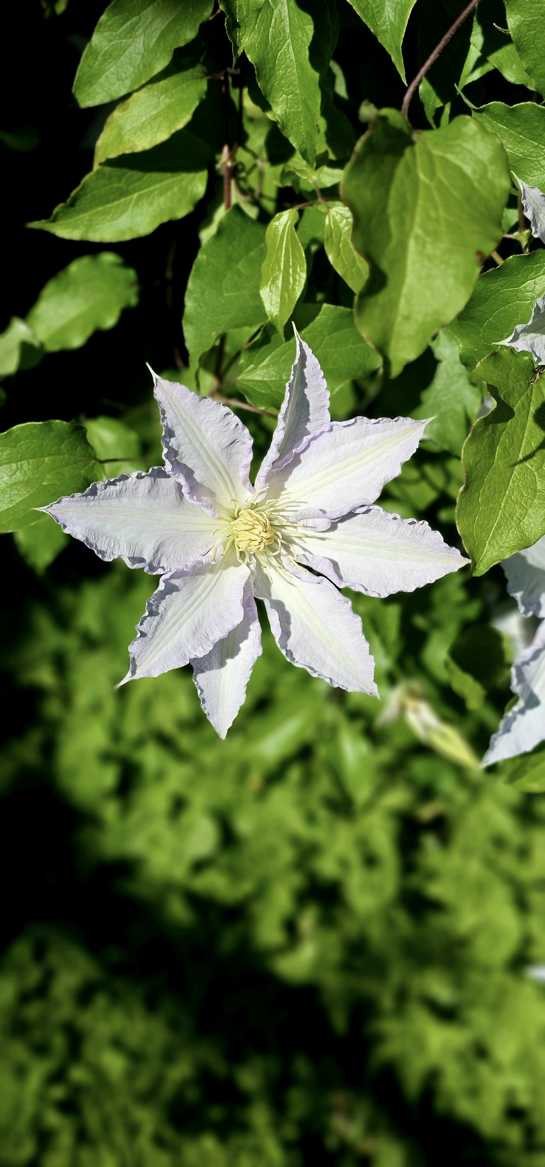White Star Blossom Framed by Emerald Foliage