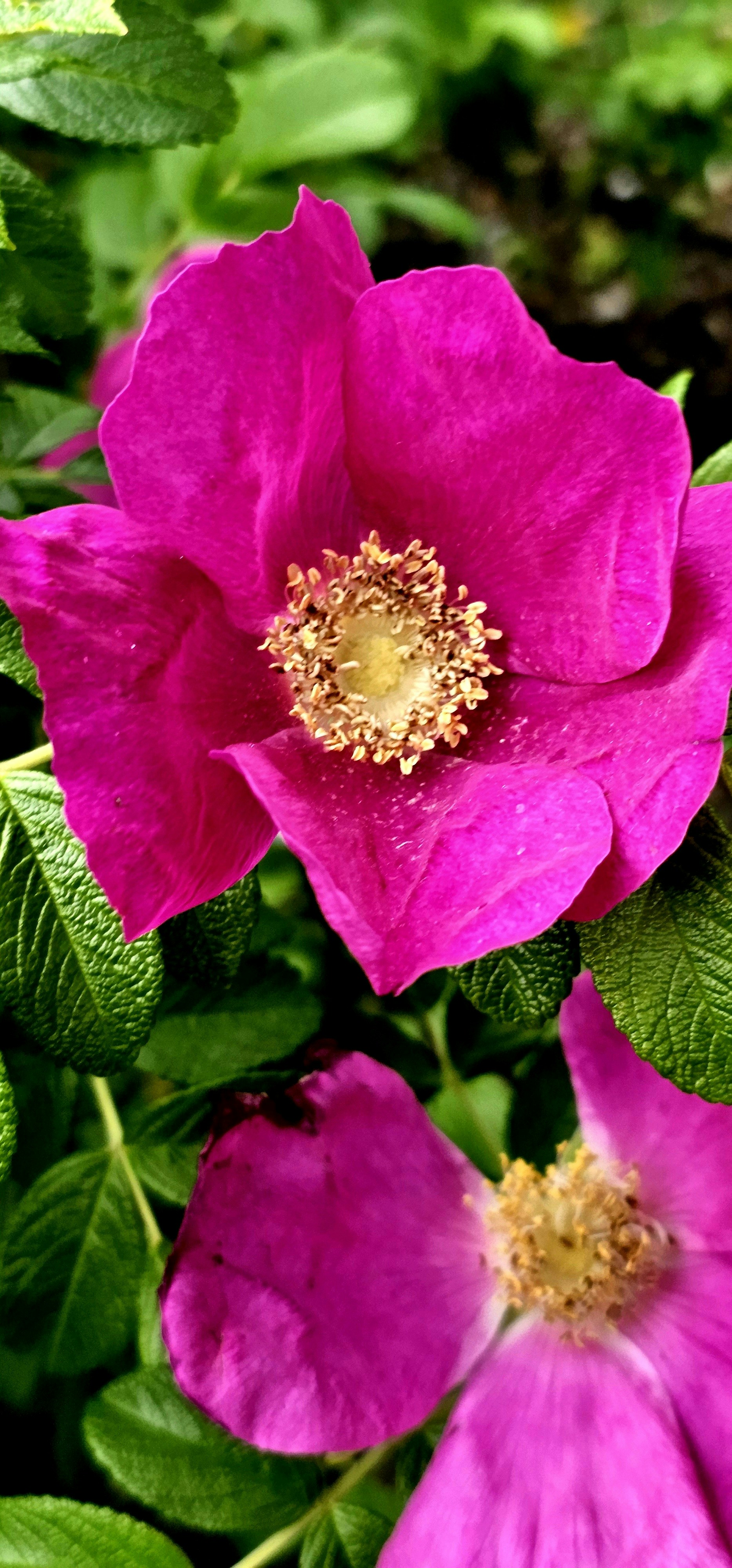 Velvet Magenta Rose: A Close-Up Portrait of a Floral Heart