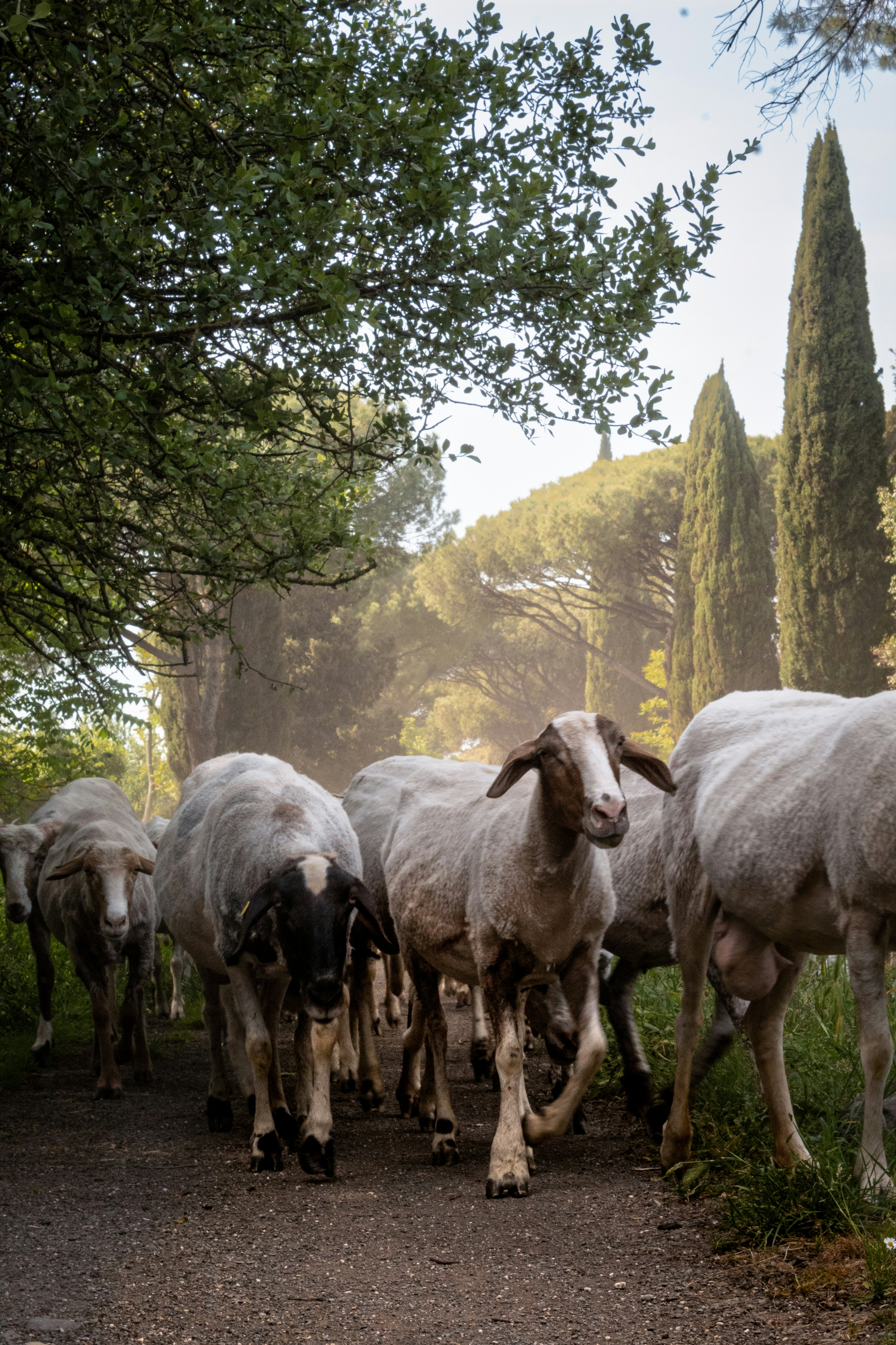 A herd of sheep walking down a dirt roadJan Ledermann