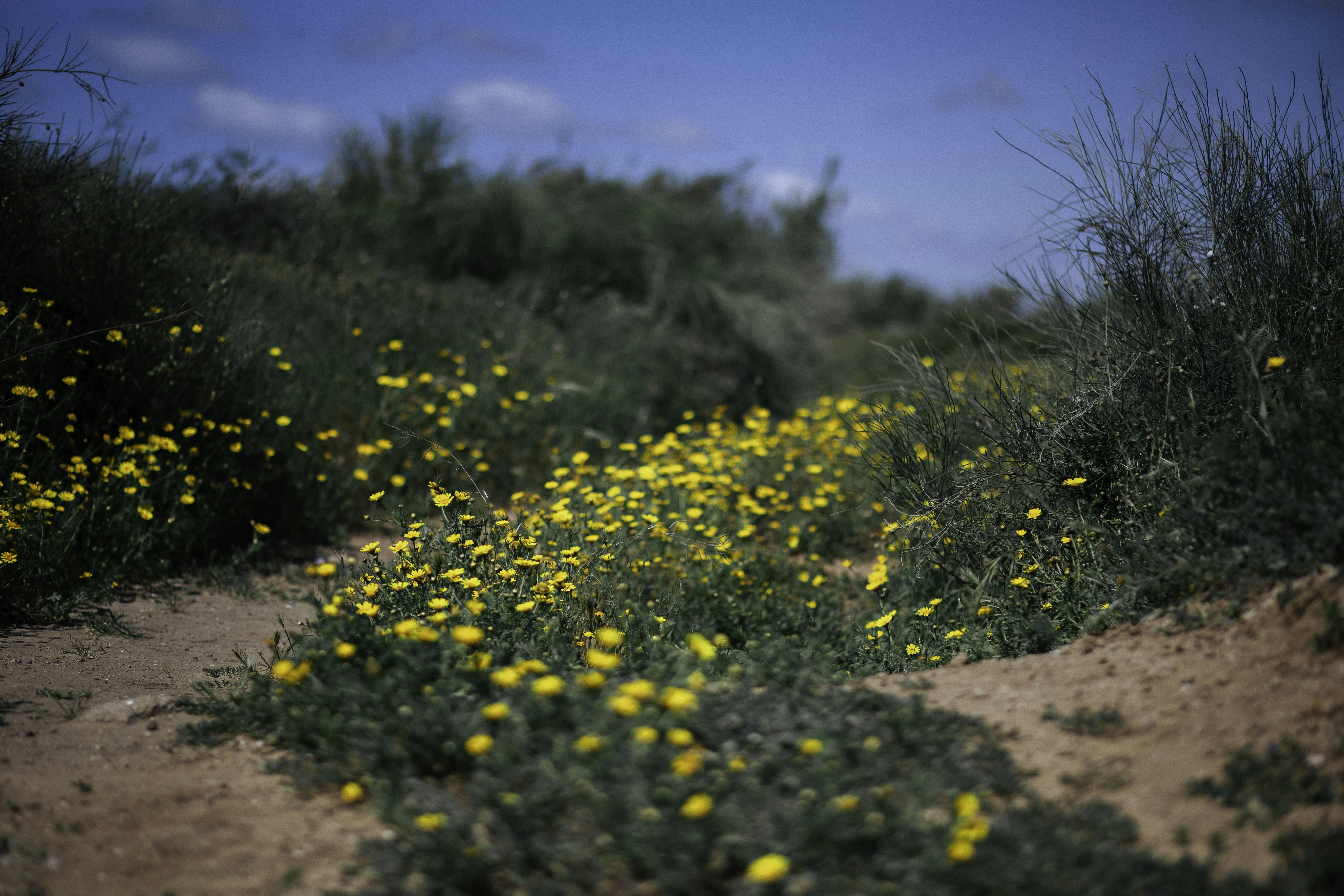 Yellow Wildflower Corridor Along a Sunlit Dirt Path
