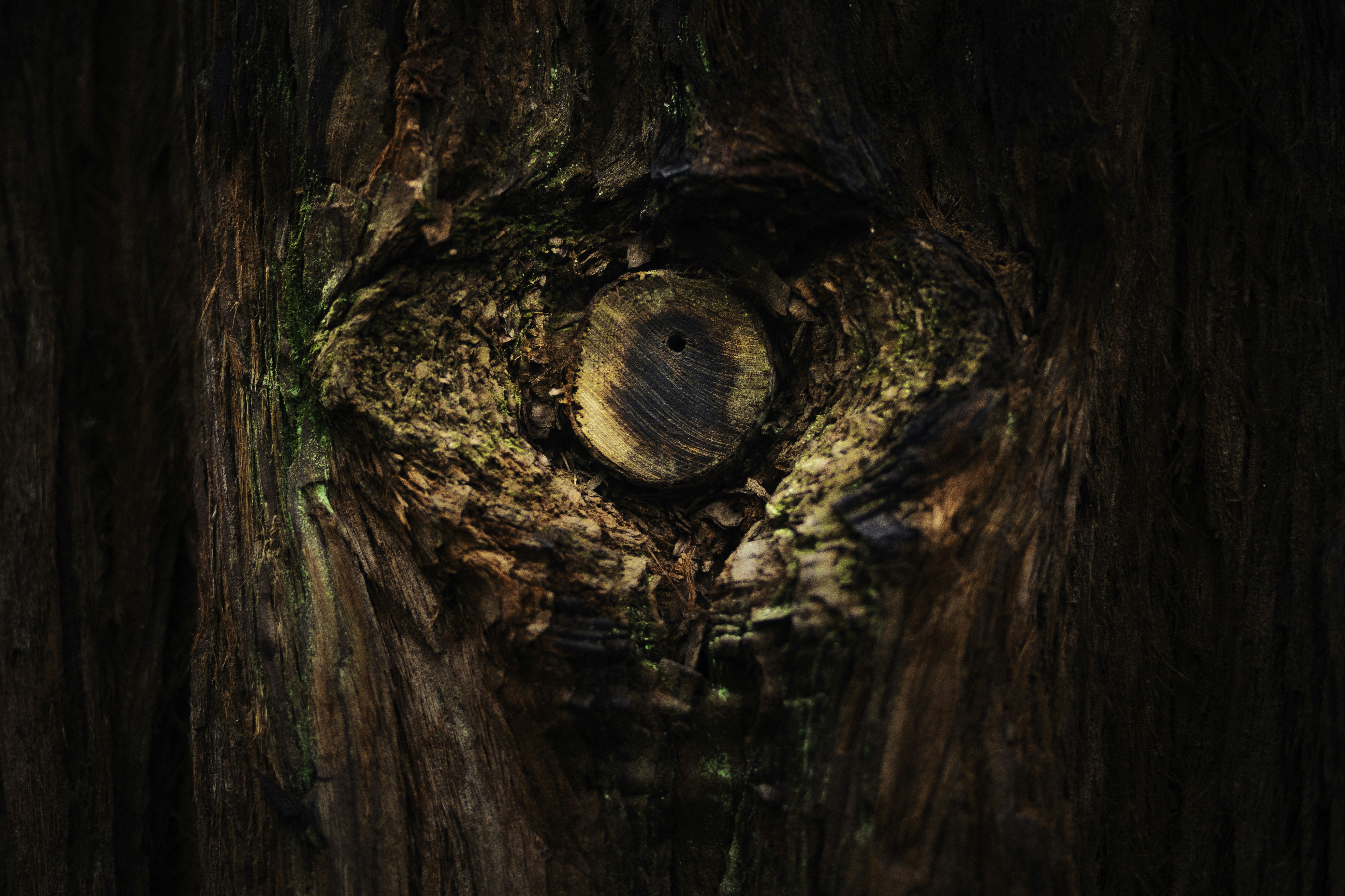 Knot of Time: A Weathered Eye in a Tree Trunk