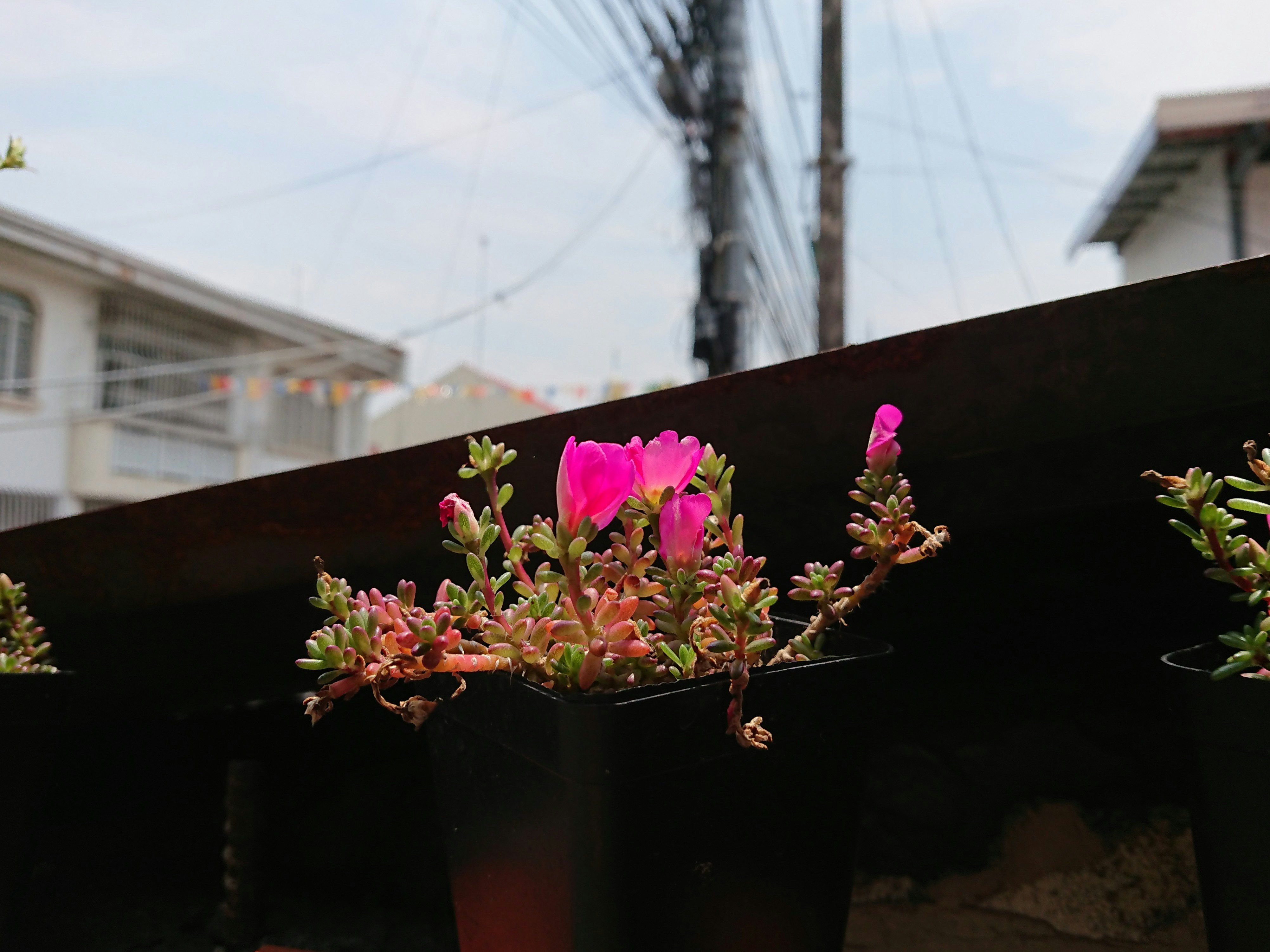 Close-up of pink flowers in pots on a balcony with a blurred urban backdrop.