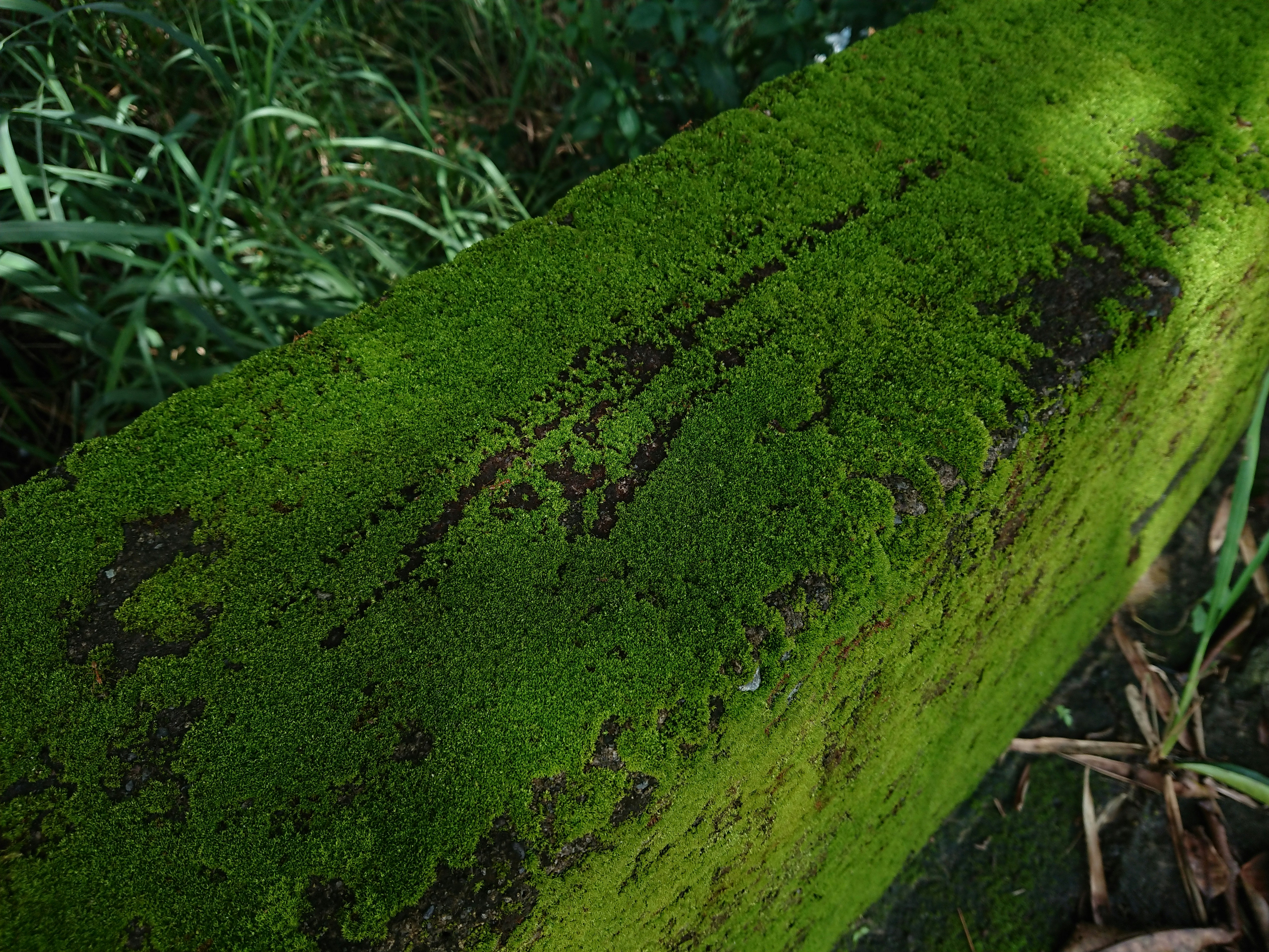 Close-up photograph of a moss-covered log running diagonally through a forest scene, highlighting vibrant green texture and weathered bark.