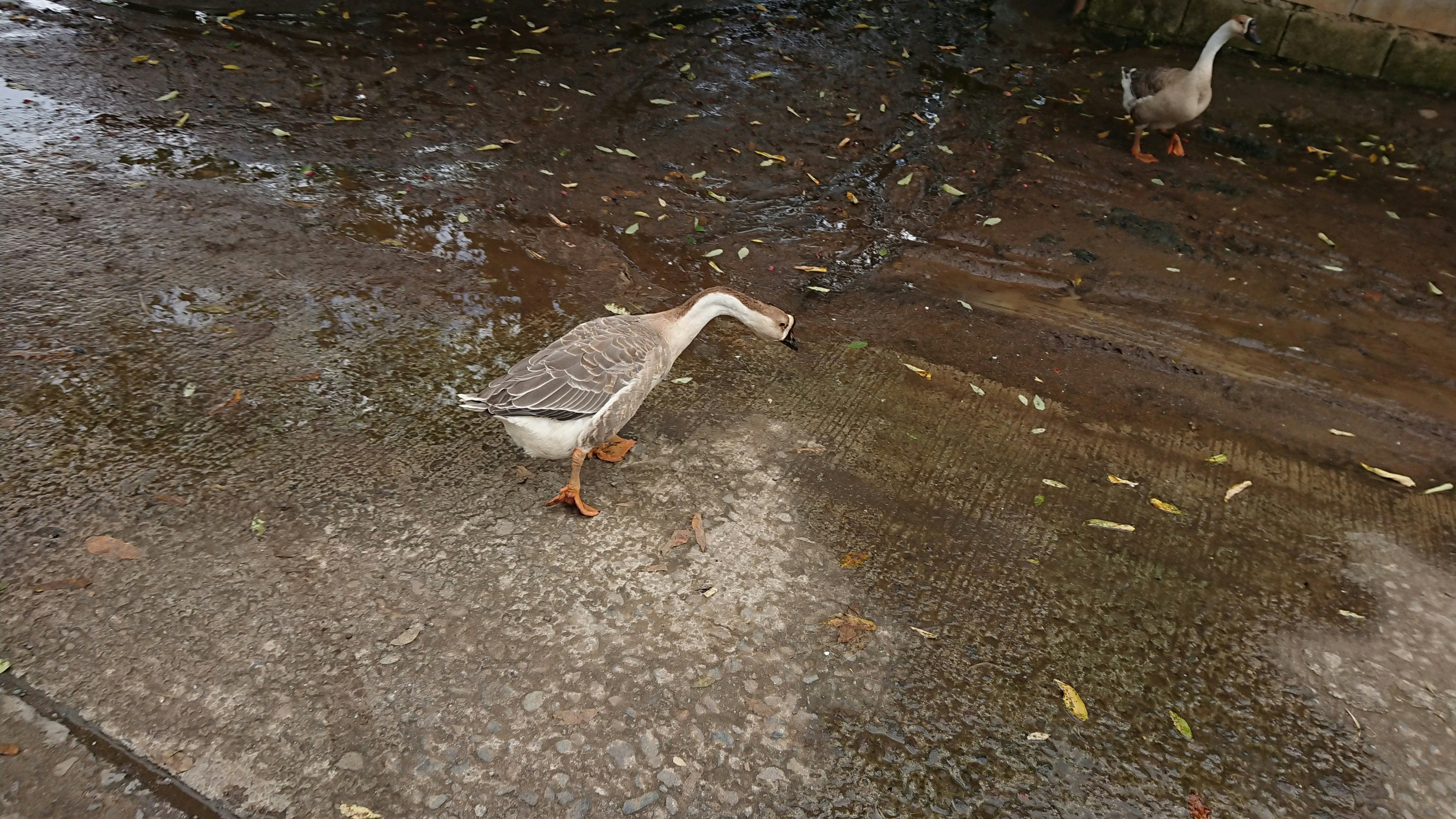 Two grey geese walk across a rain-soaked concrete surface in a park, with a second bird visible in the background. Puddles and scattered leaves create a moody, urban-natural setting.