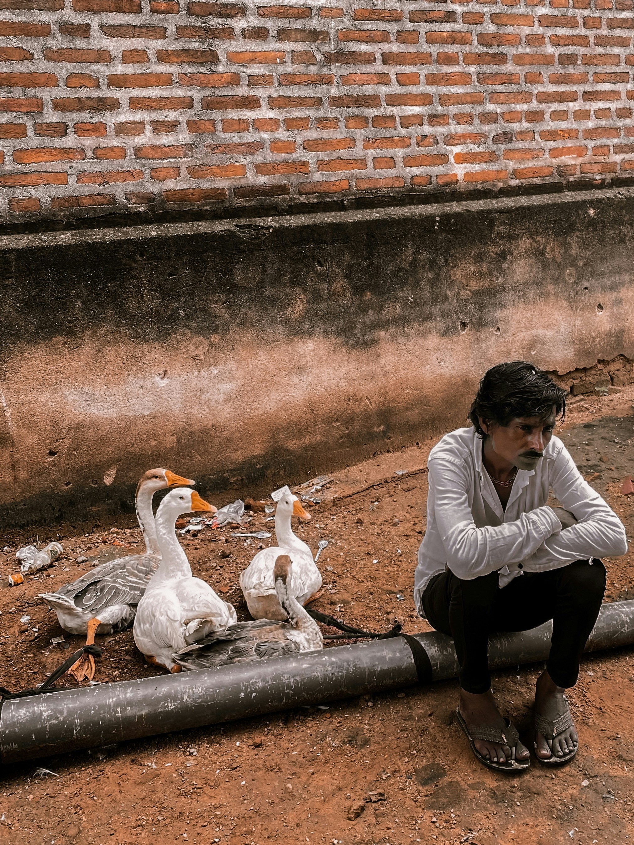 Quiet Resolve by the Brick Wall: A Man and Two Geese