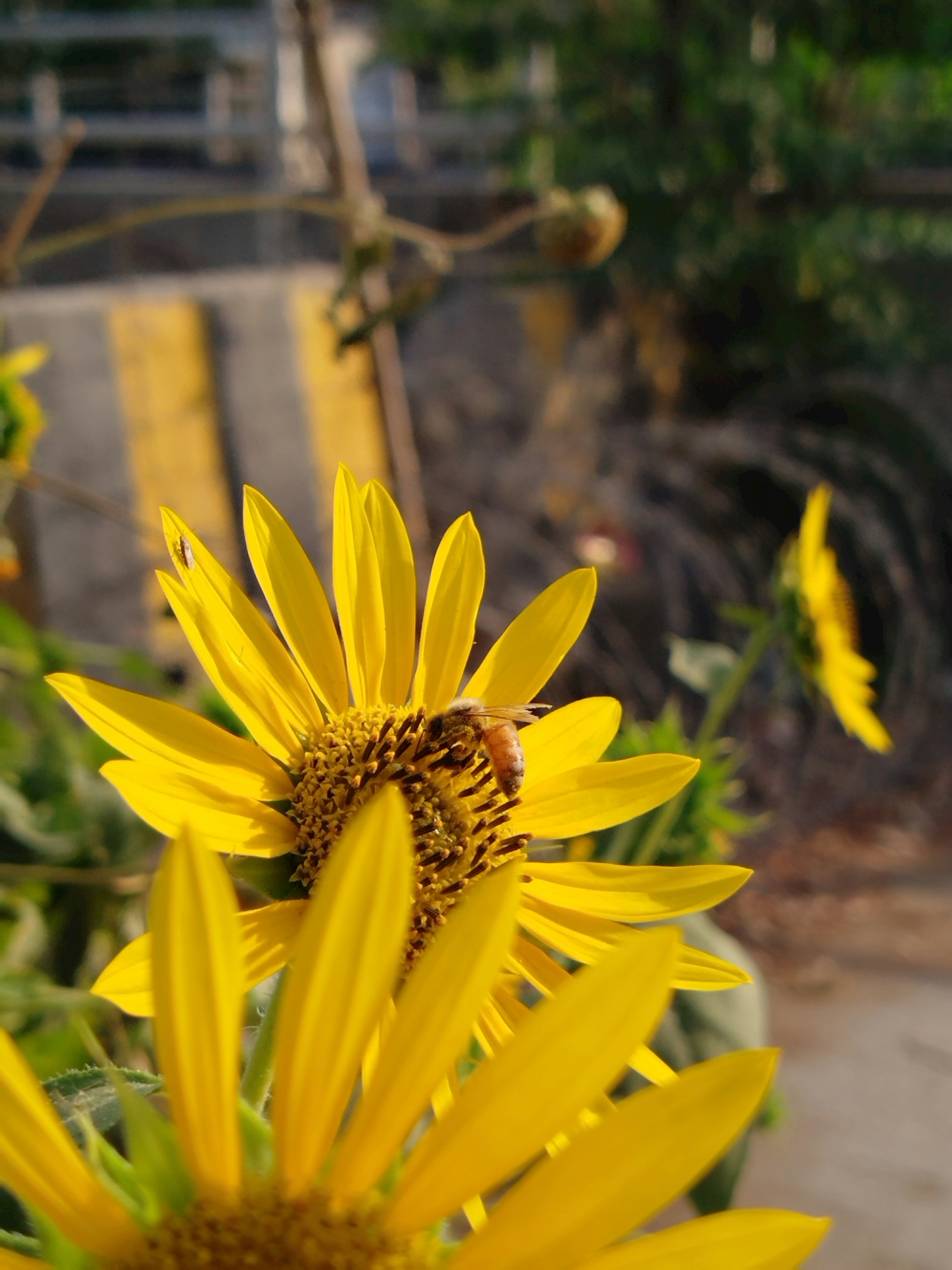 Xiaomi Redmi Note 13