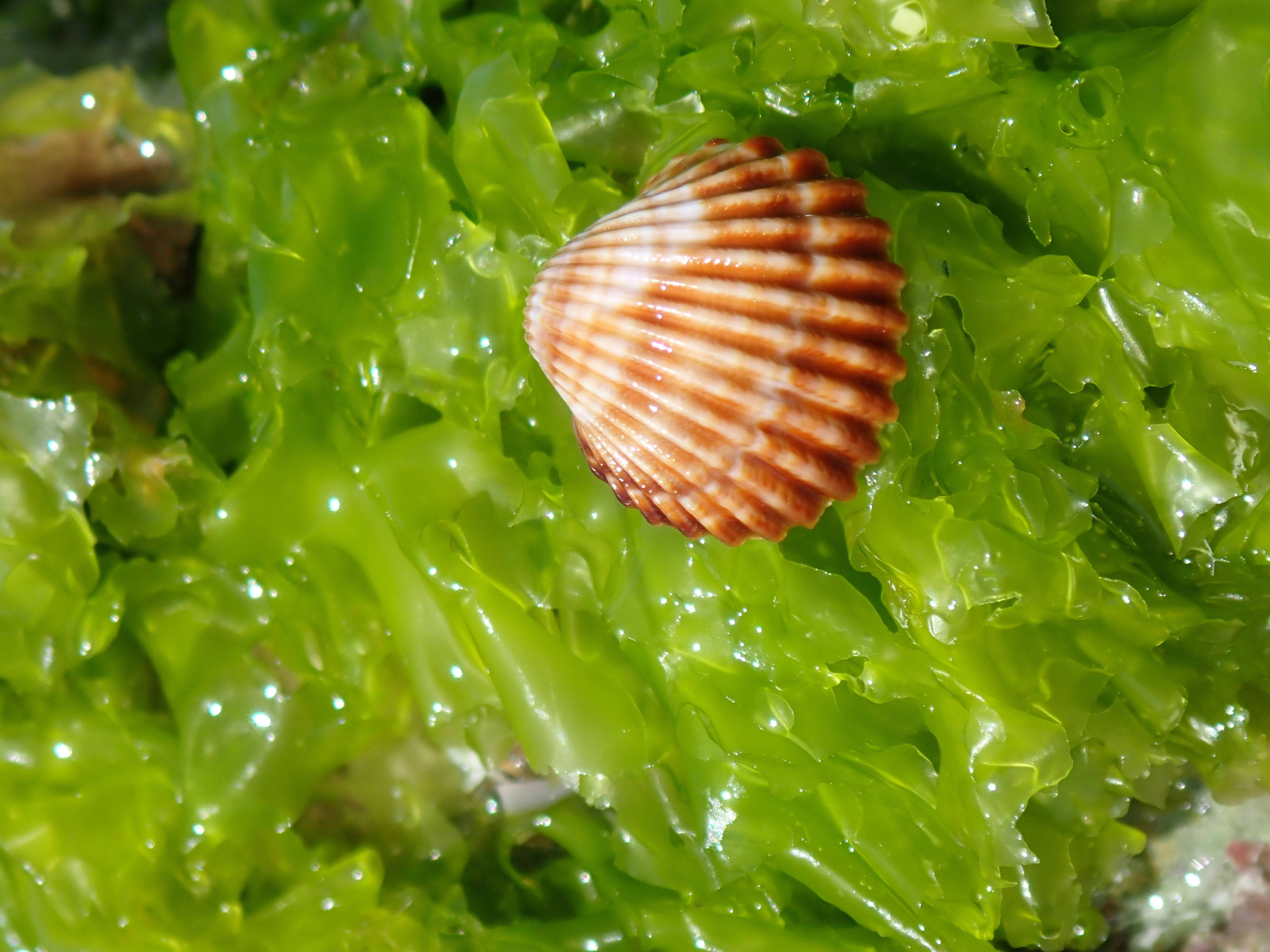 A close-up photograph of a ribbed shell resting on bright green seaweed. The focus emphasizes the shell's texture against glossy algae.