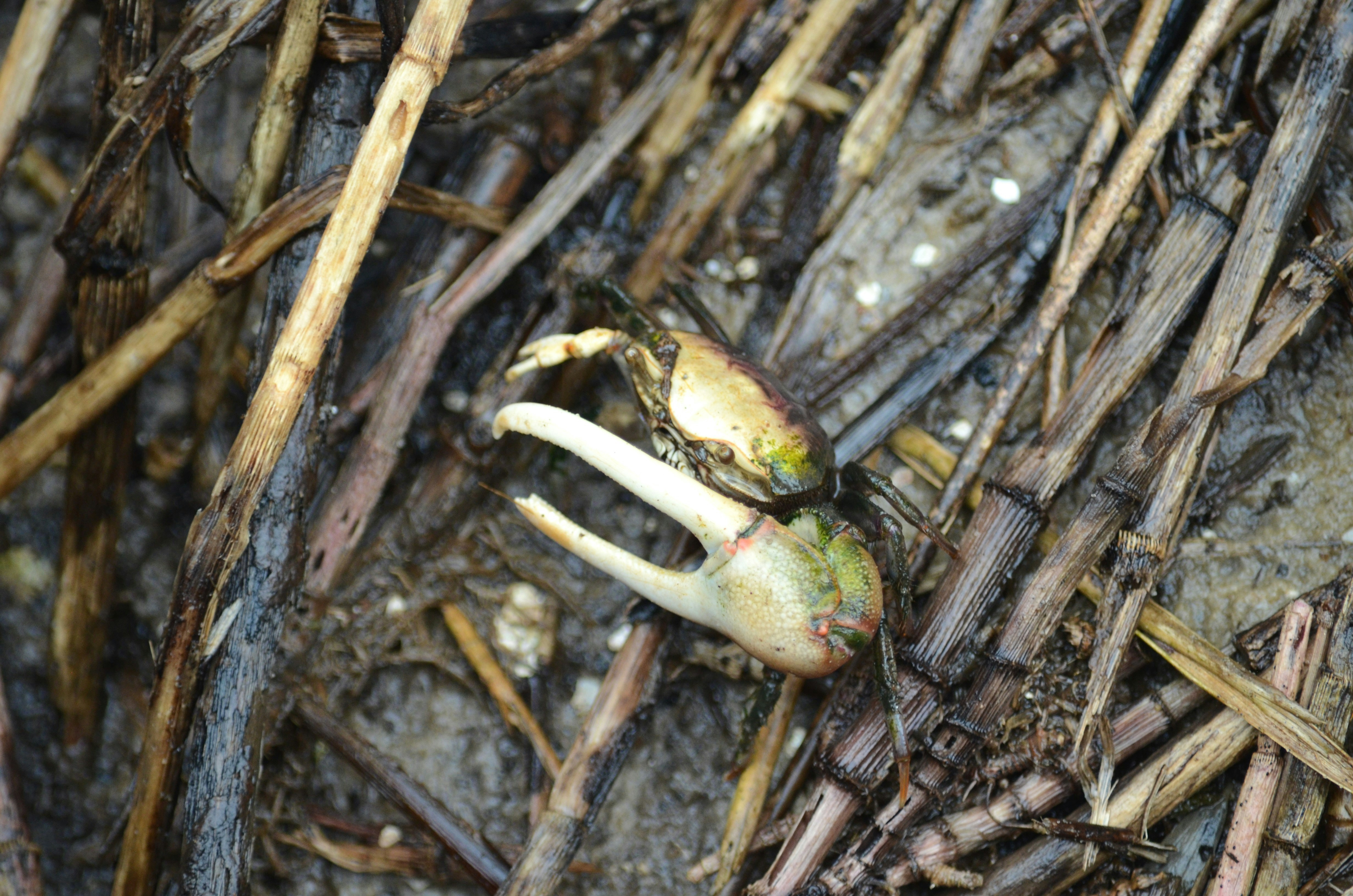 Off-Center Emergence: Seed pod tendrils amid damp twigs