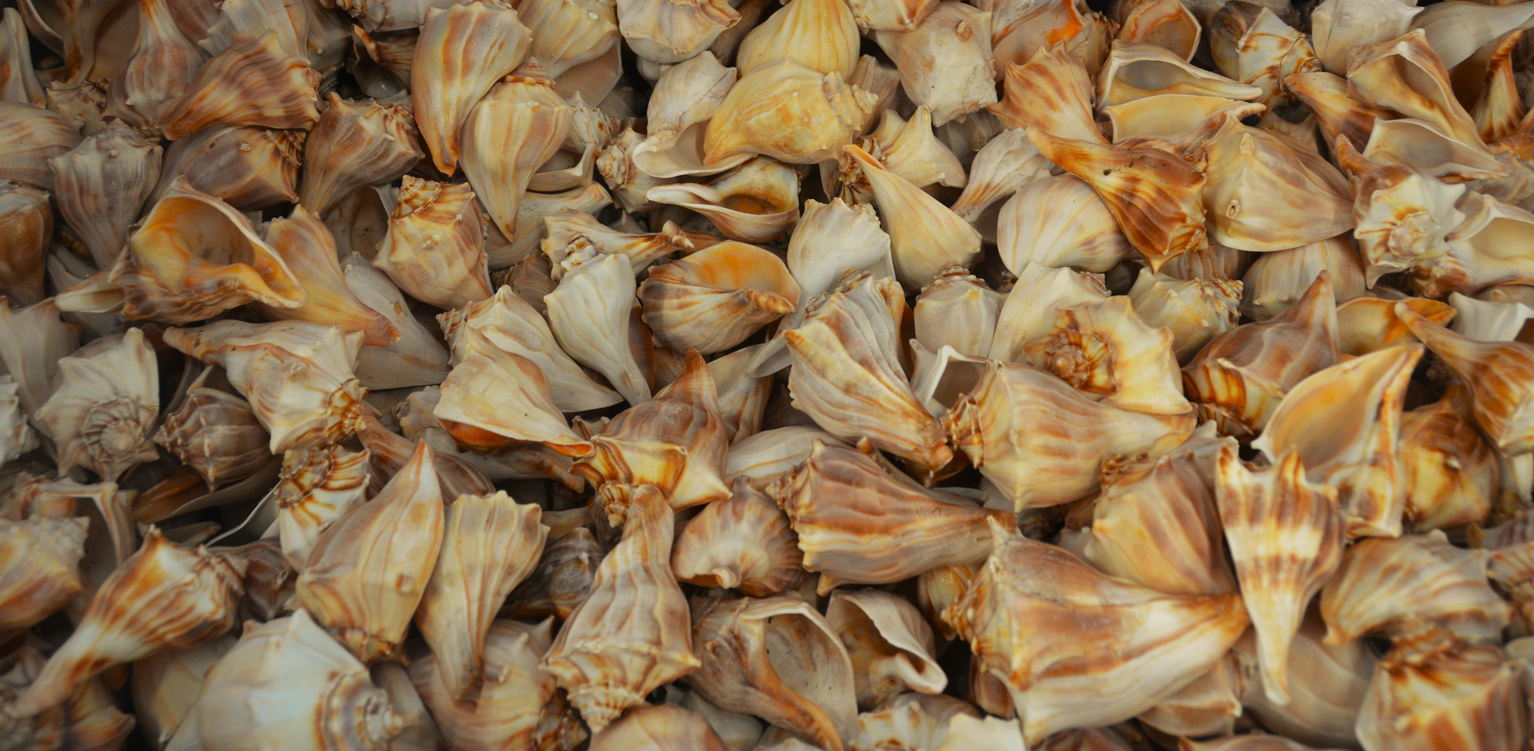 A large pile of shells sitting on top of a table photo – Free Food ...