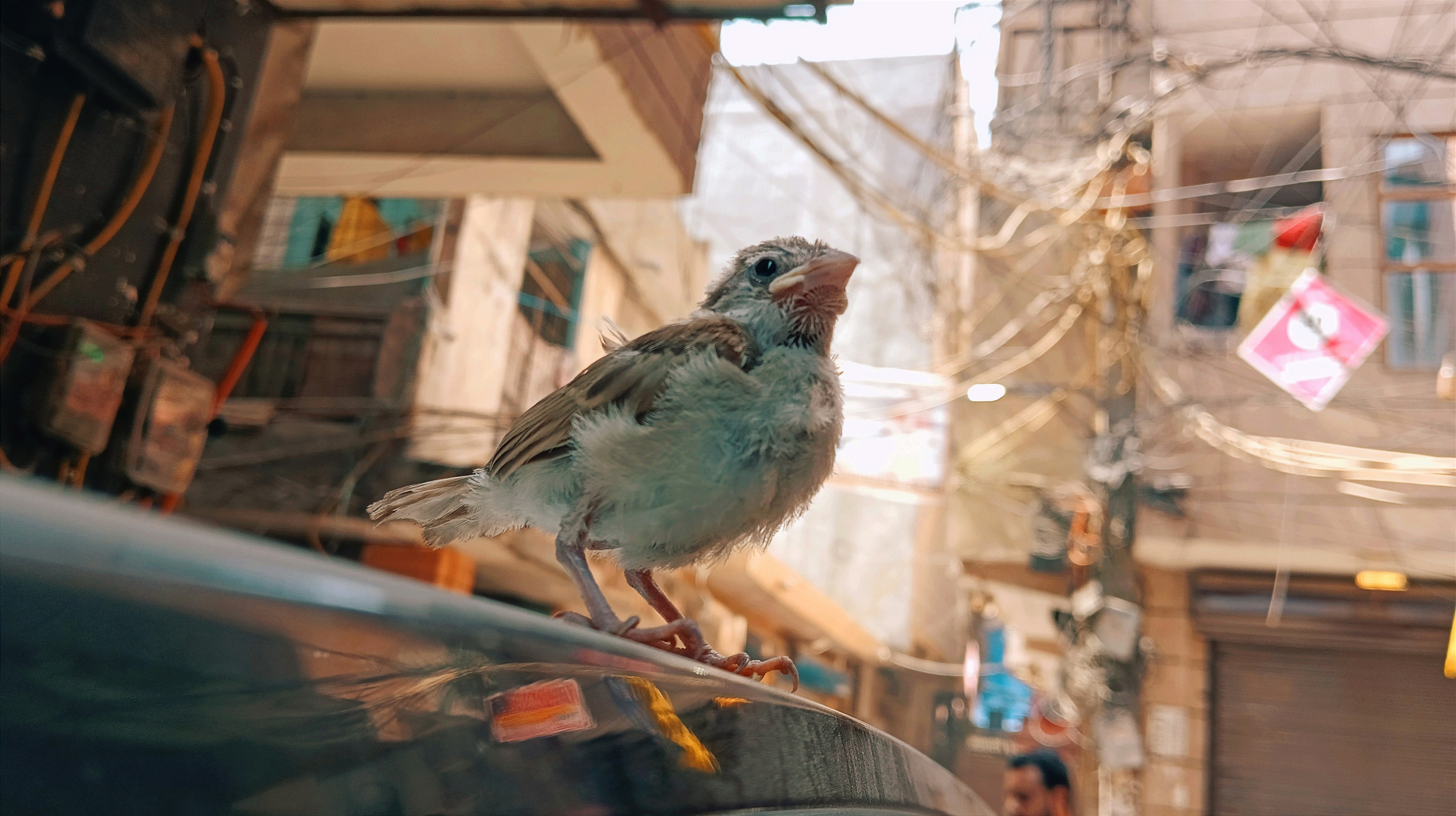 Turquoise bird perched on a car roof amid a busy urban street, with tangled wires and sunlit storefronts in the background.