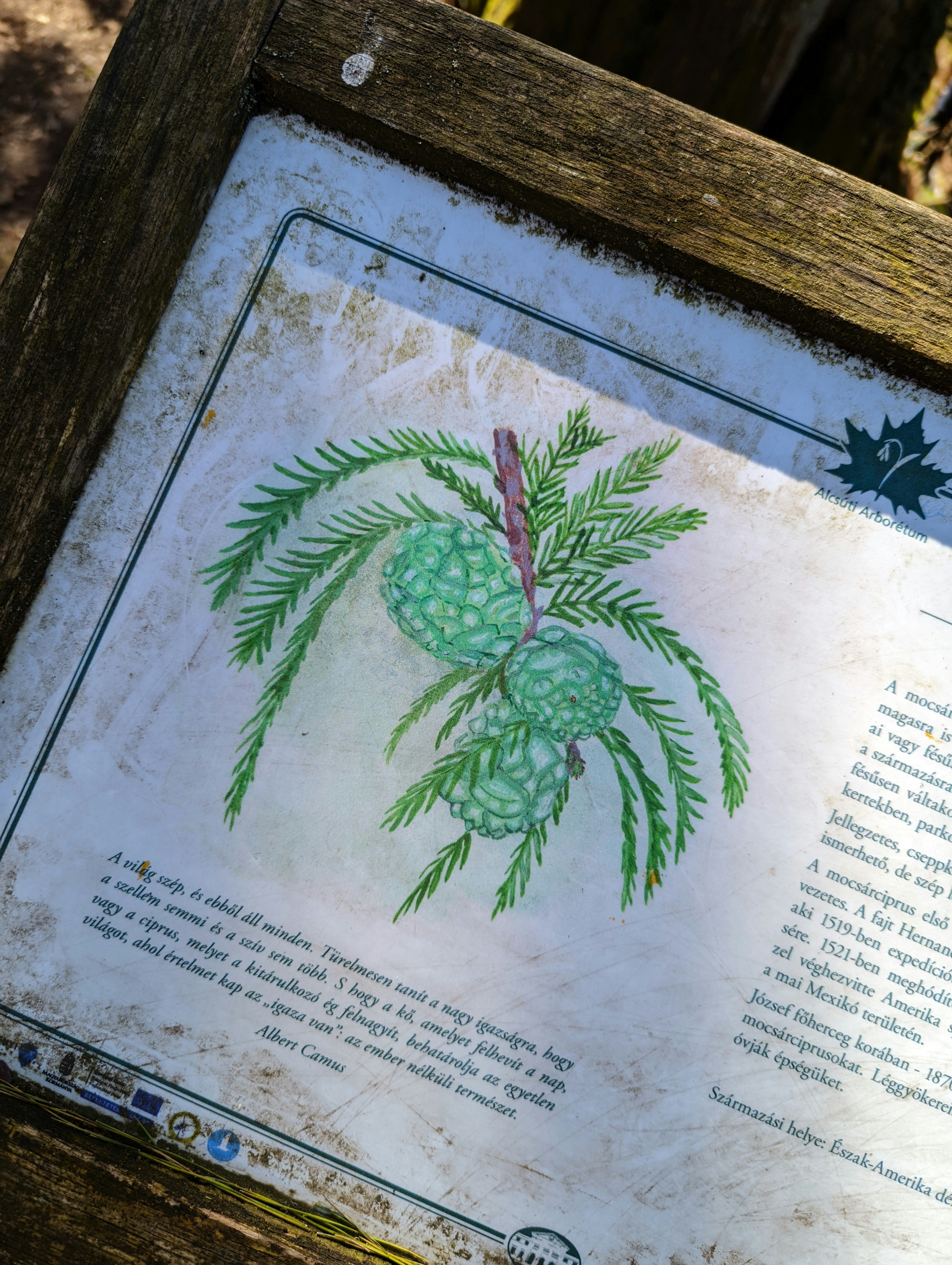 Pinecone Sign in Sunlit Weathered Wood