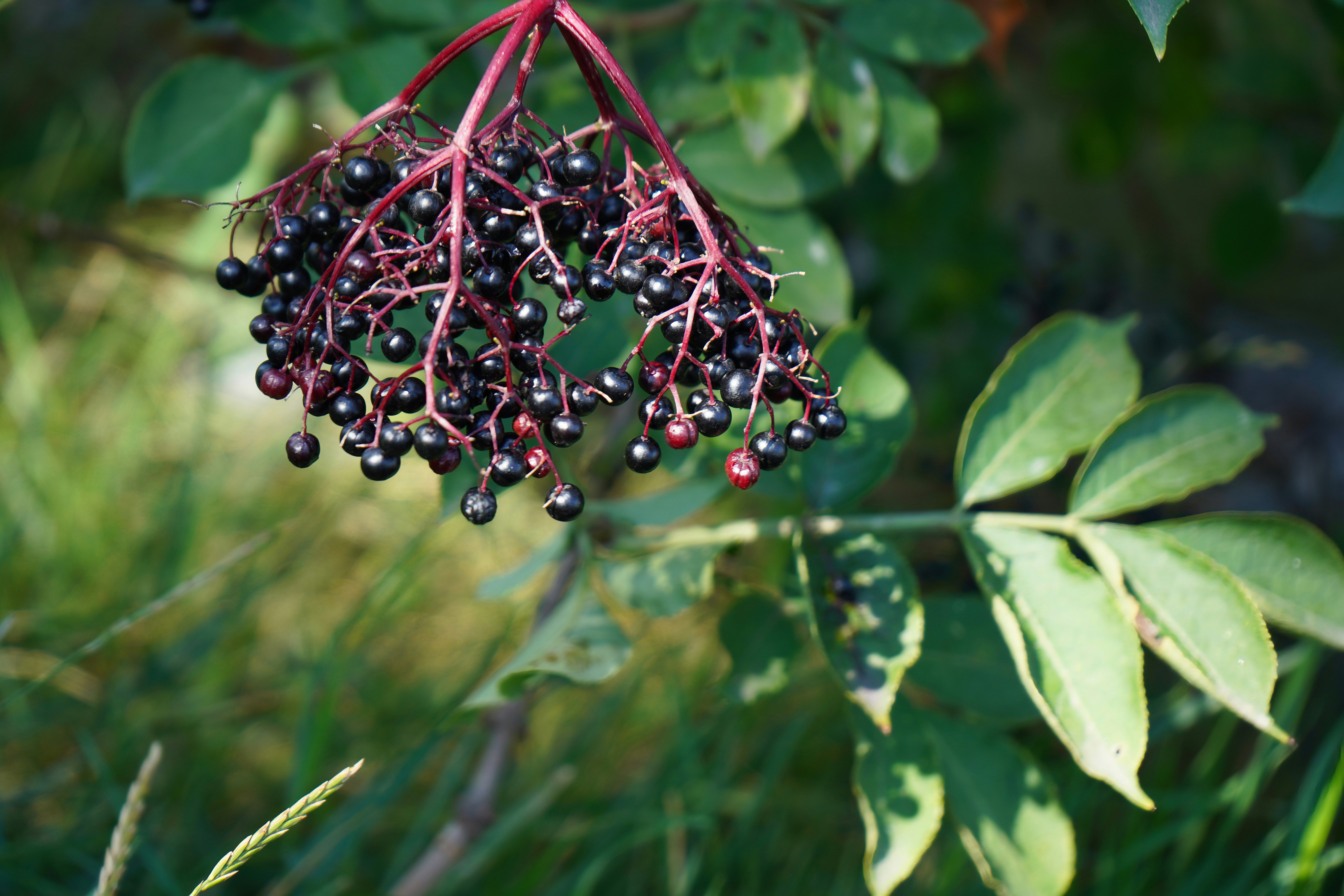 Sambucus nigra is a species complex of flowering plants in the family Adoxaceae native to most of Europe. Common names include elder, elderberry, black elder, European elder, European elderberry, and European black elderberry. It grows in a variety of conditions including both wet and dry fertile soils, primarily in sunny locations. The plant is widely grown as an ornamental shrub or small tree. Both the flowers and the berries have a long tradition of culinary use, primarily for cordial and wine. Wrocław, PolandTadeusz Zachwieja