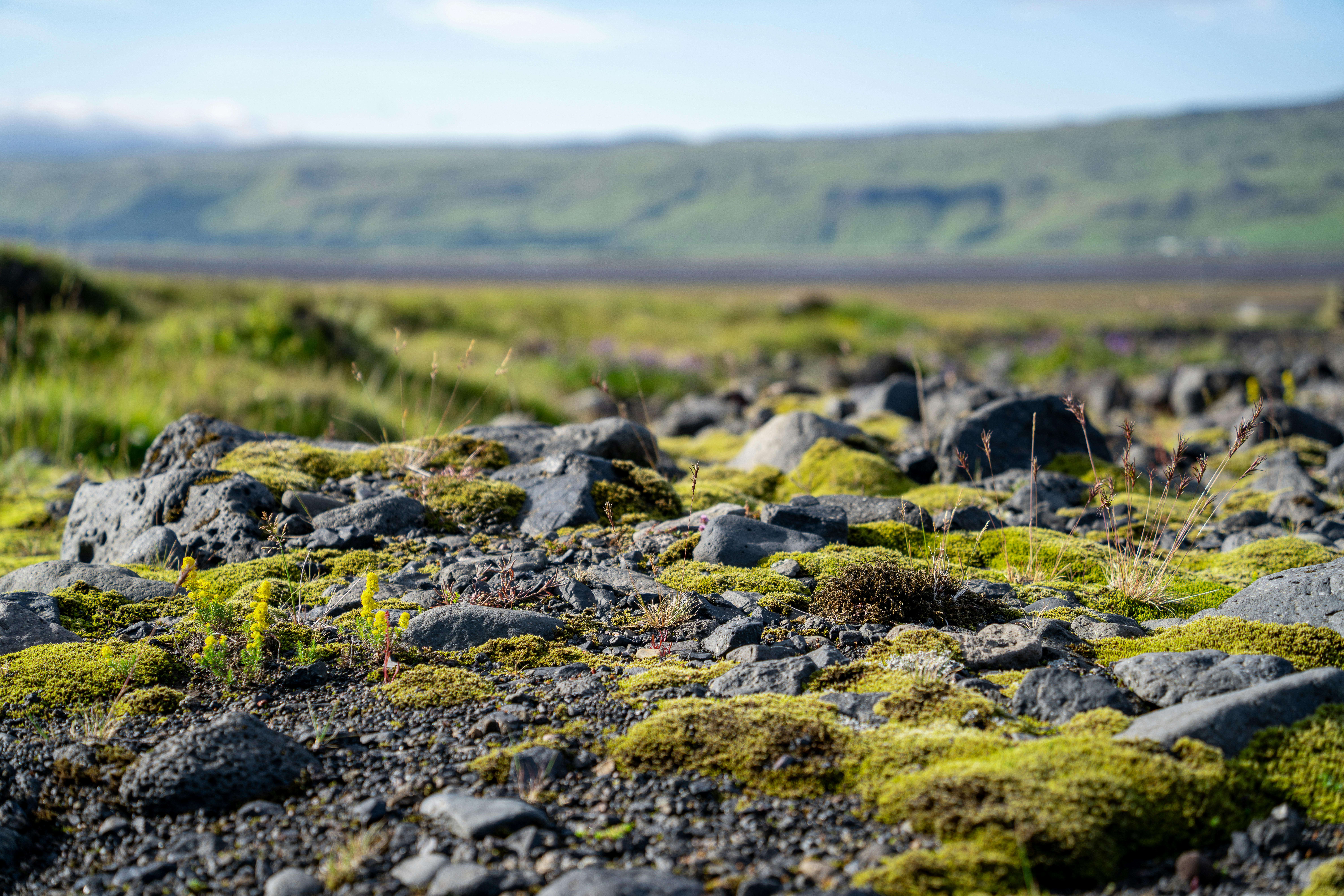 A field of rocks and grass with a mountain in the background photo ...