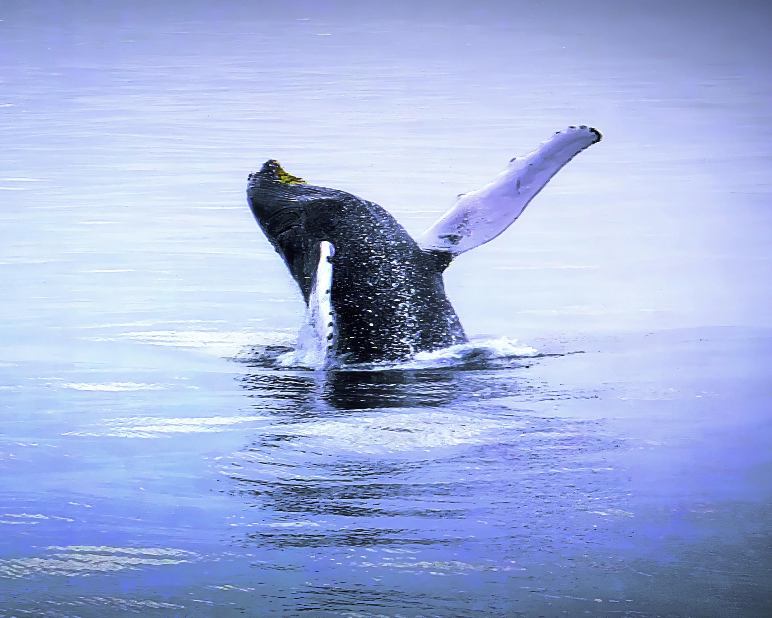 Fluke Break: Humpback Tail Pierces Pacific Blues