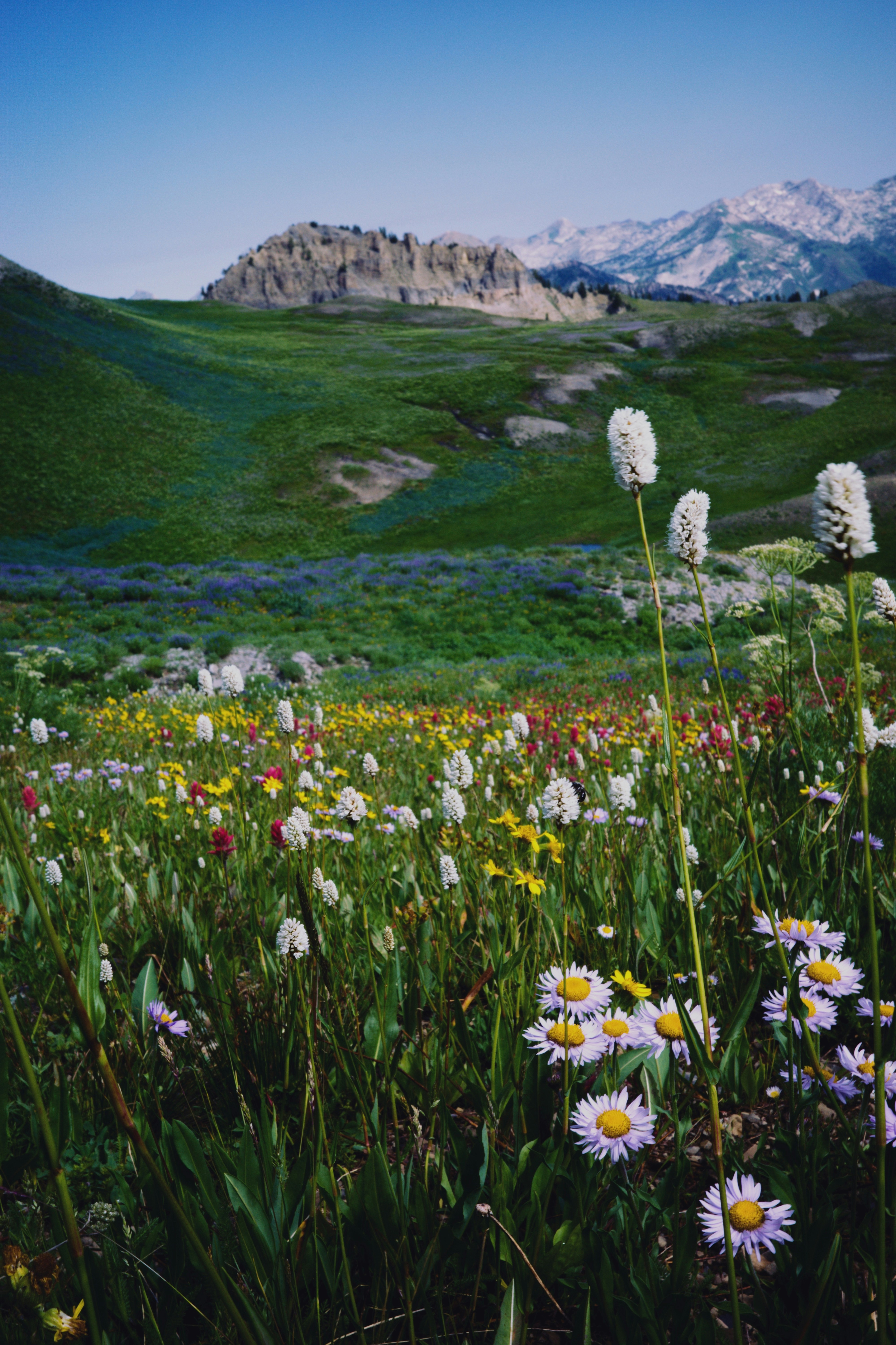 Mountain Wild flowers