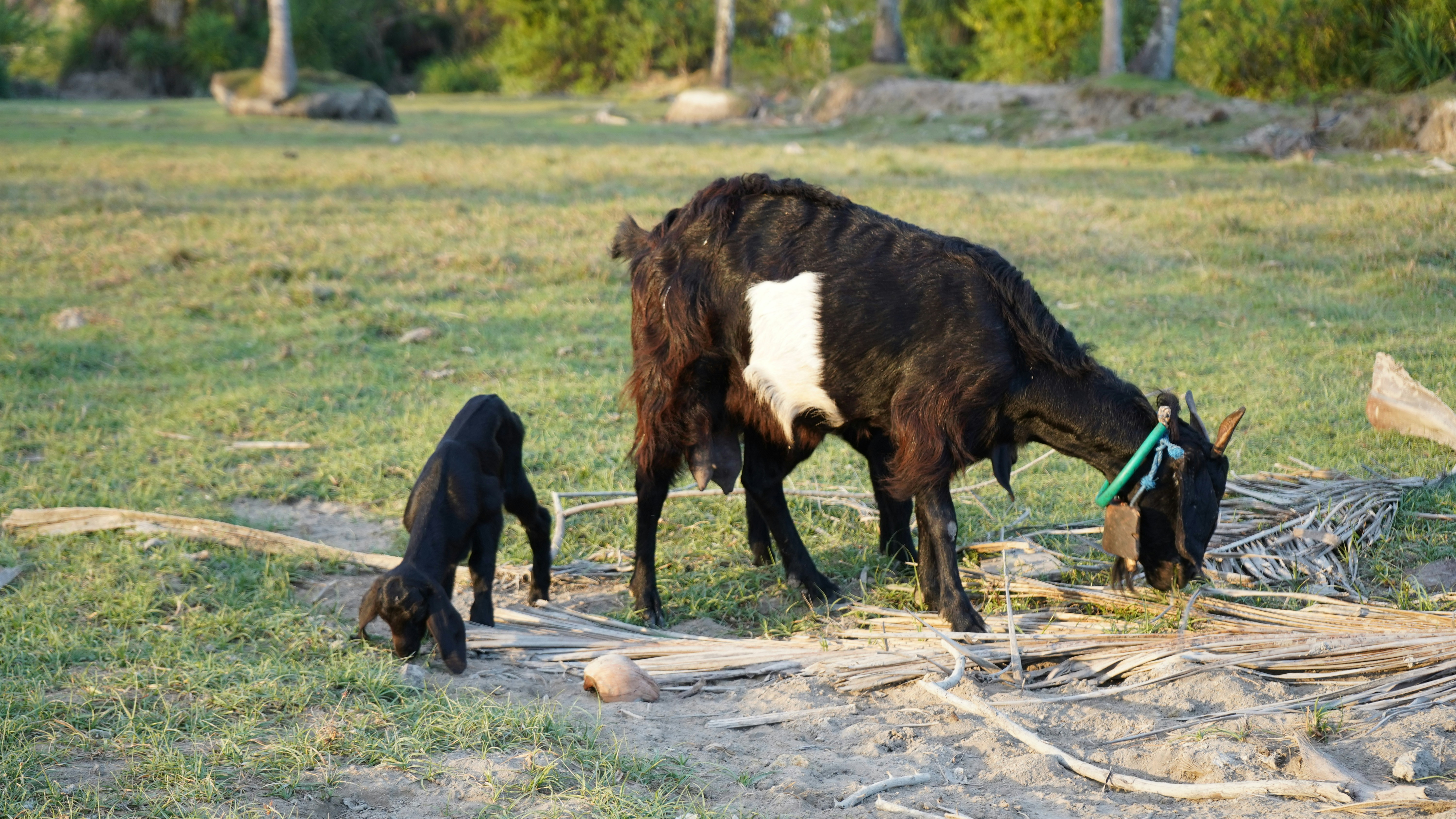 Black goat with a white patch and its kid graze on dry grass near a beach setting.