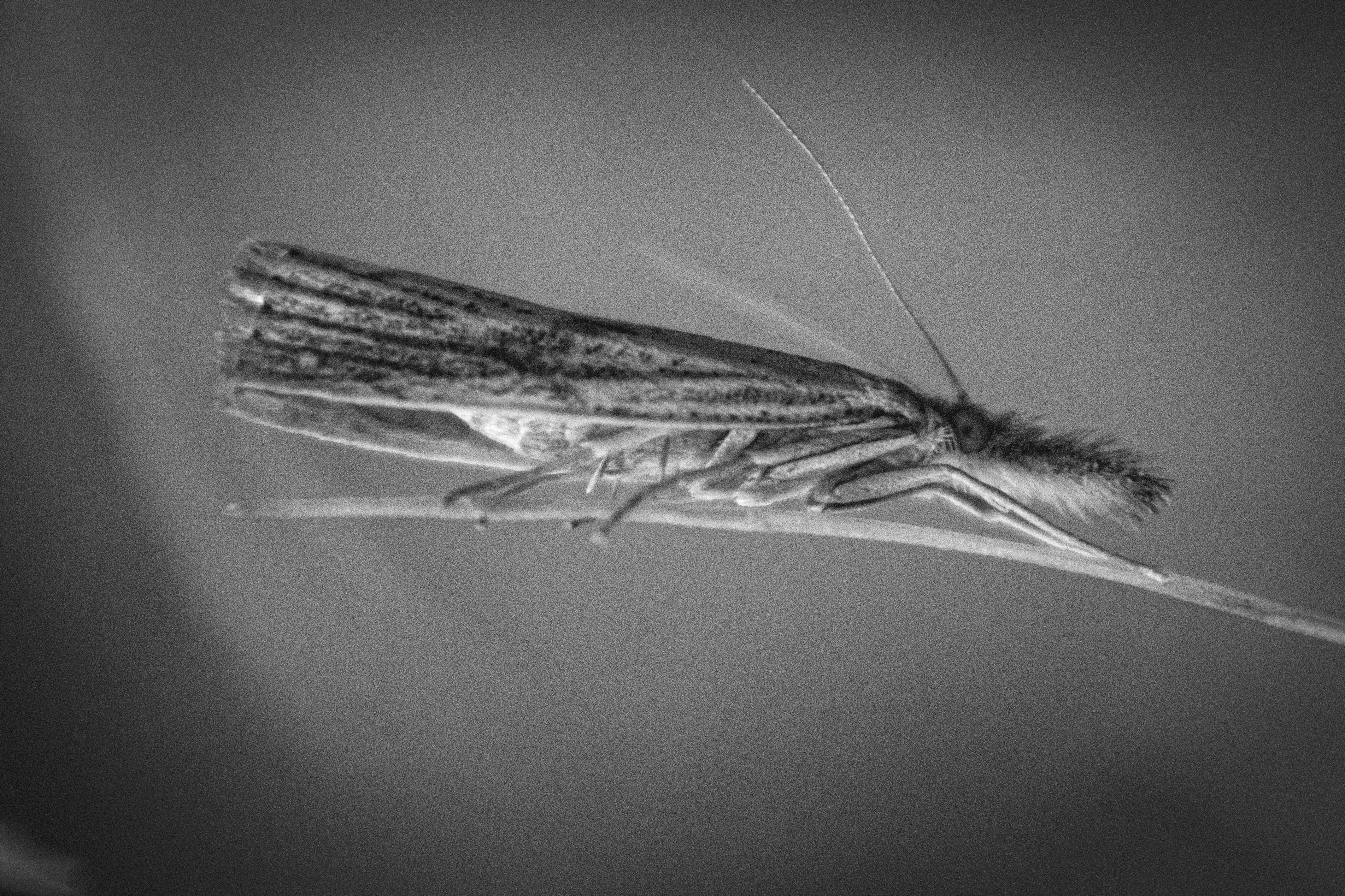 A black and white photo of a bug on a twig photo – Free Insect Image on ...