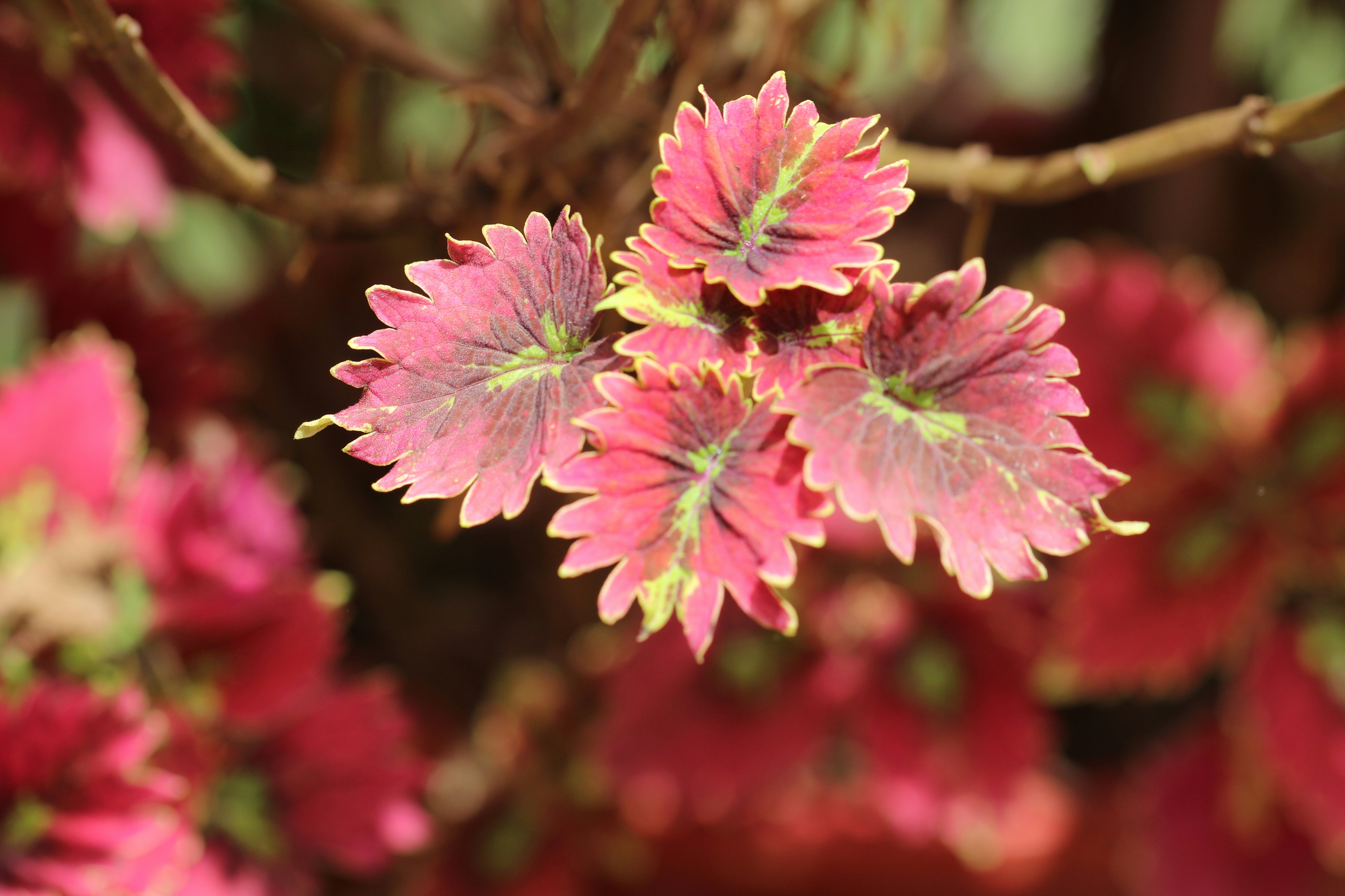 Crimson-edged Leaves: A Close-Up of Coastal Variegation