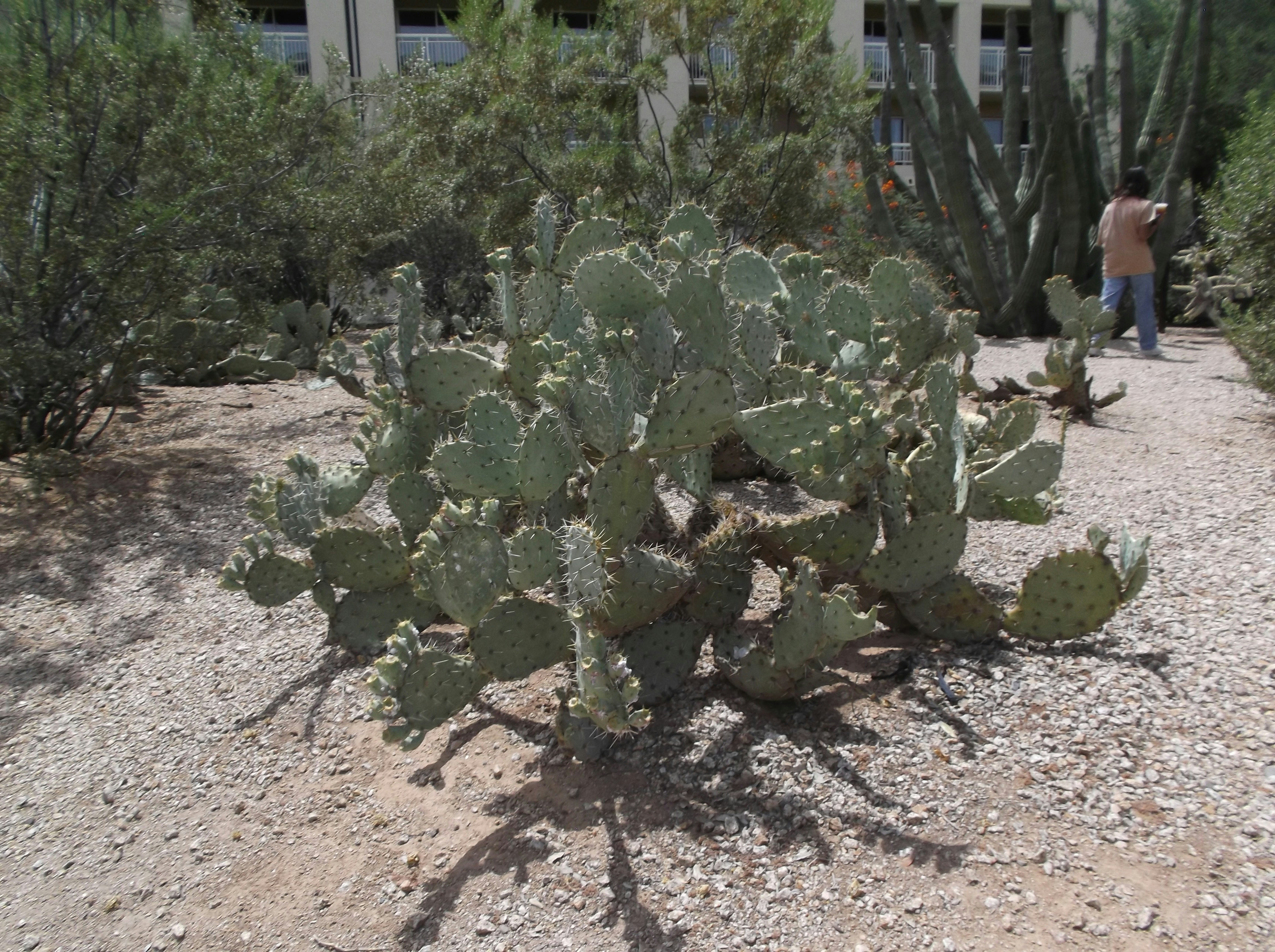Prickly Garden: A Sunlit Prickly Pear Cluster Dominates a Pebble Bed