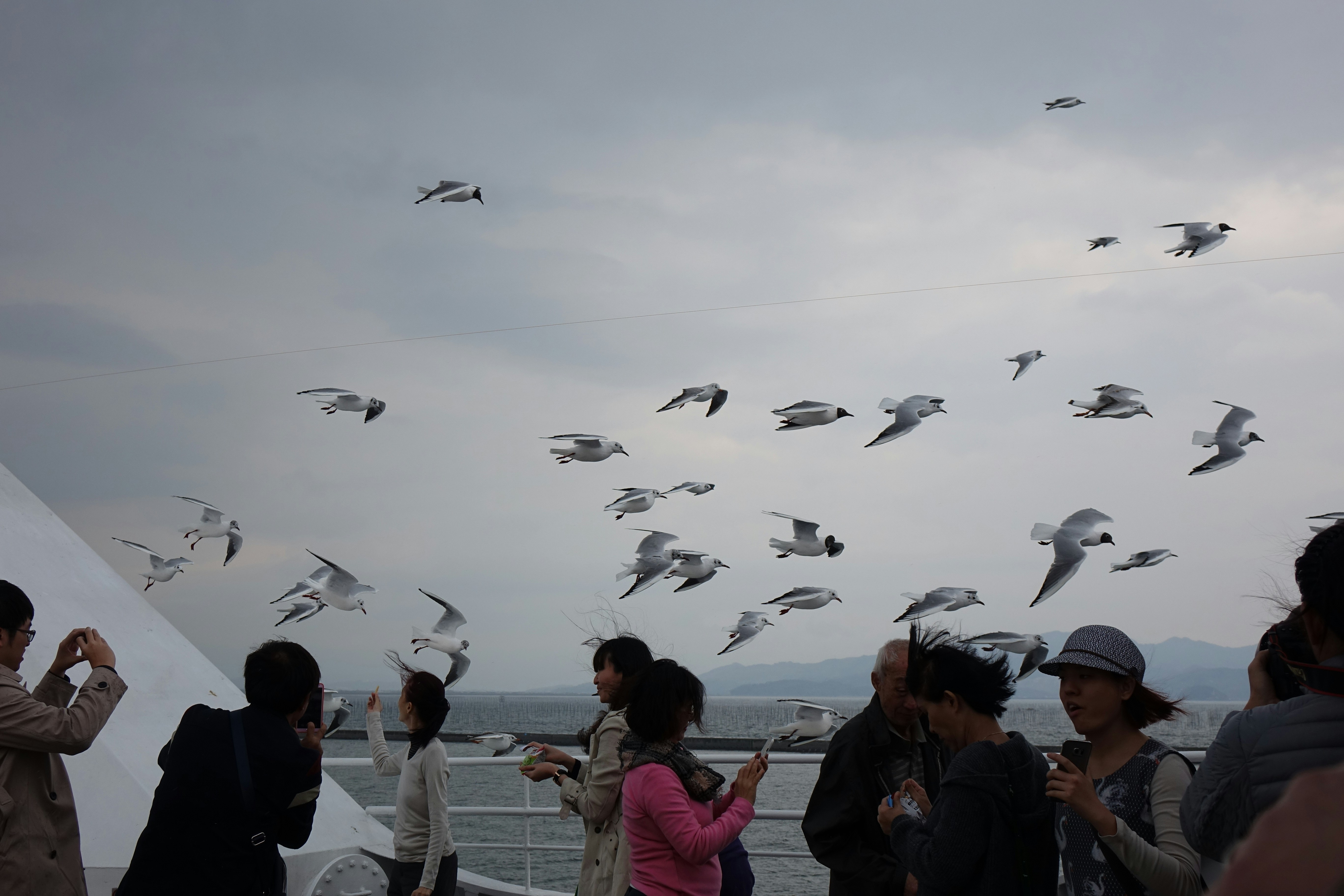 Seagull Ballet Over the Deck: A Maritime Crowd in Motion