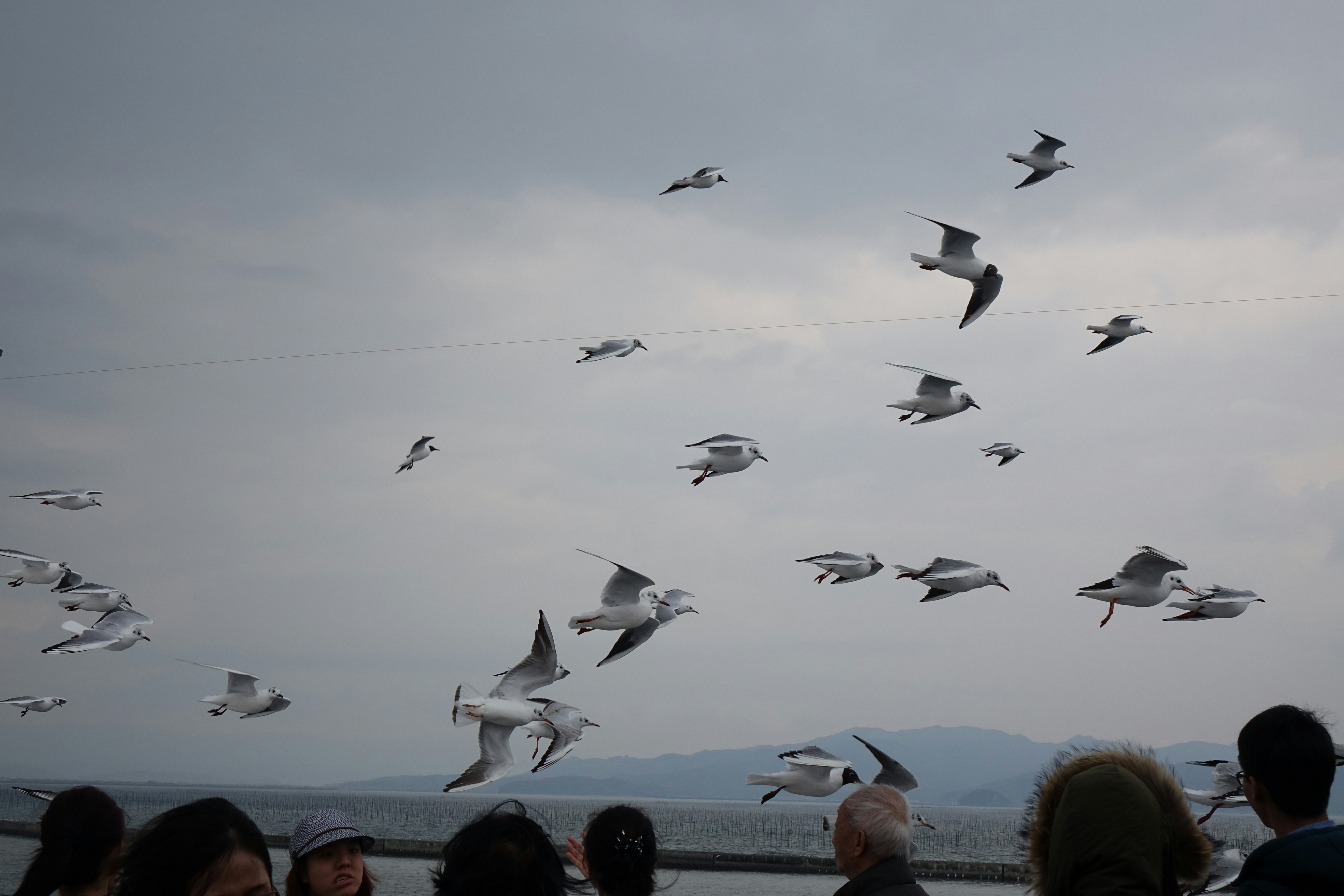 Feathered Sky Parade Over the Docks