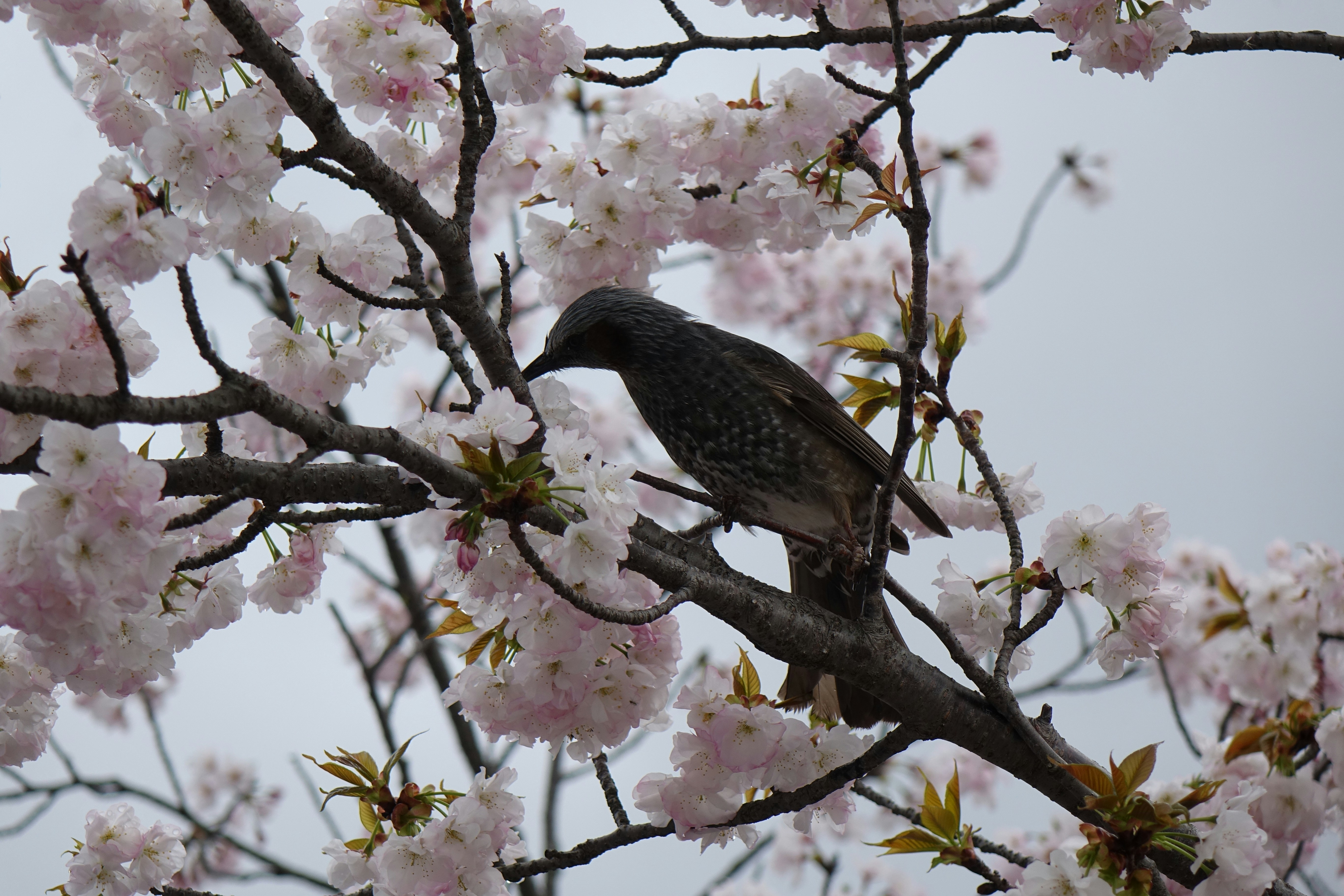 Sakura Perch: A Dark Warbler Among Blush Blossoms