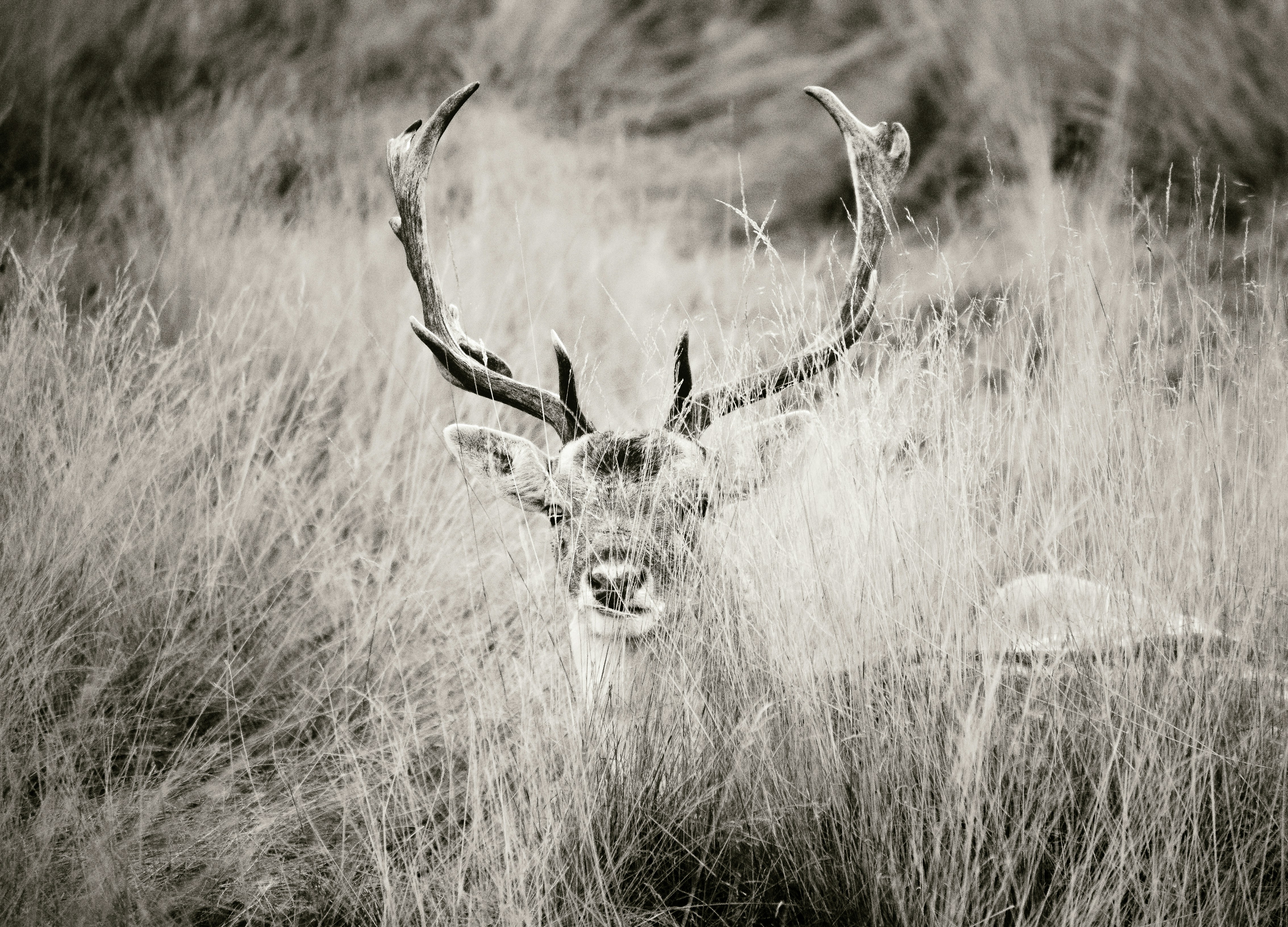 Veiled in Tall Grass: The Buck's Silent Watch