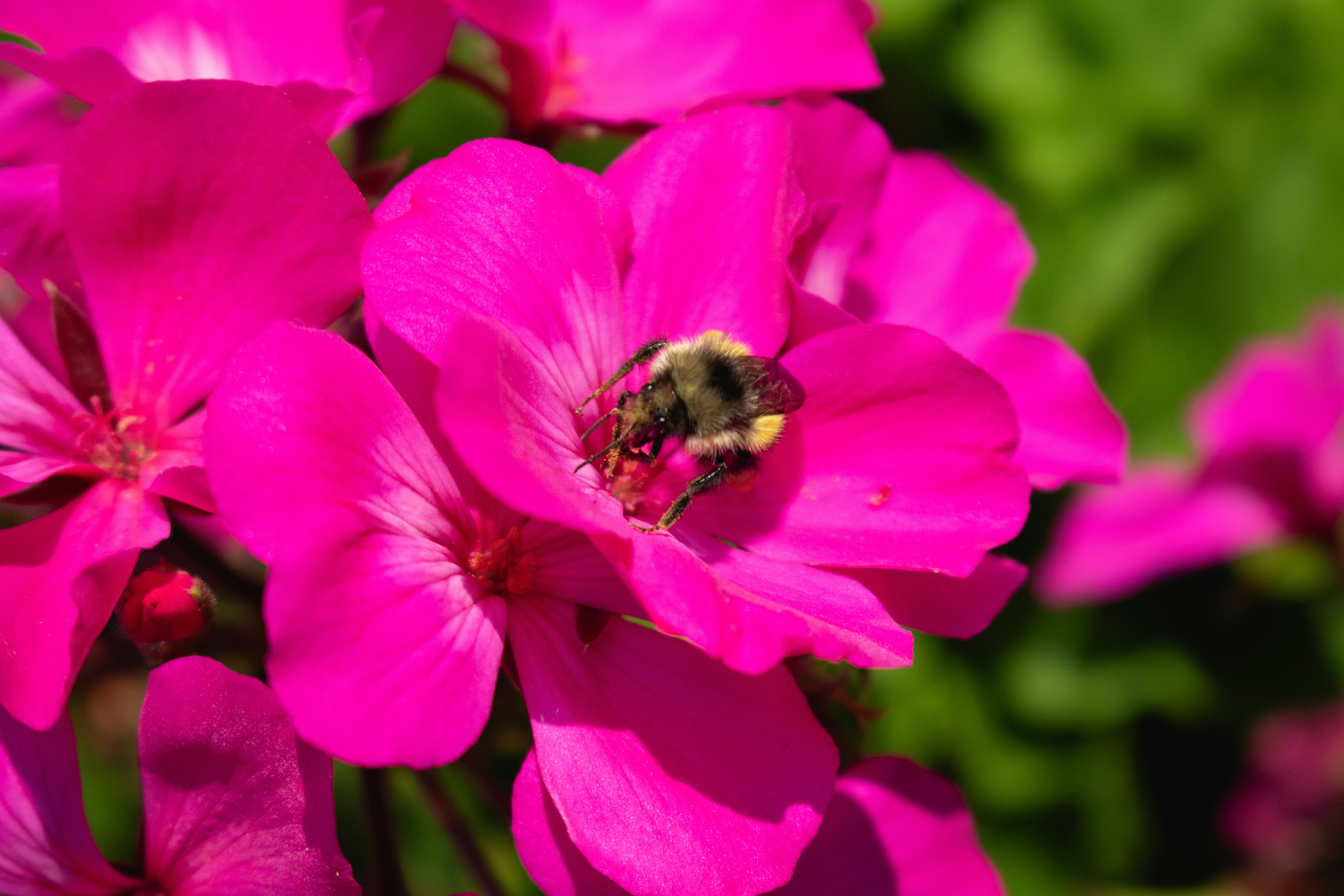 A yellow head bumblebee (Bombus flavifrons) sucks the nectar of Geranium Rocky Mountain Violet, compact, flowering plant known for its vibrant violet semi-double blooms. This geranium is appreciated for its strong, uniform, and vigorous growth habit. It reaches a medium height of 14-16 inches and spreads 14-16 inches wide, making it ideal for garden beds and containers.