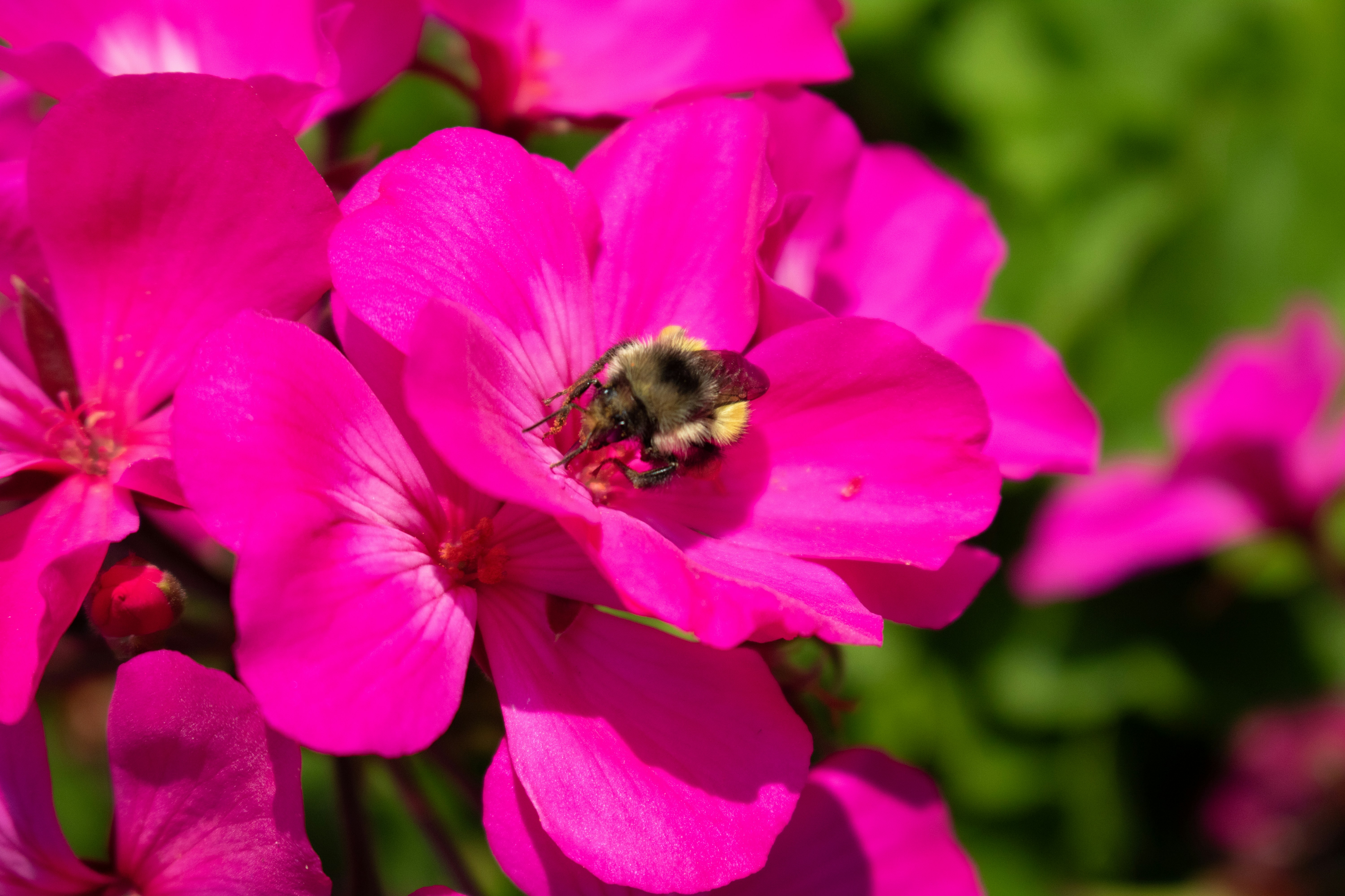 Una abeja está sentada sobre una flor rosa foto – Imagen de Isla ...