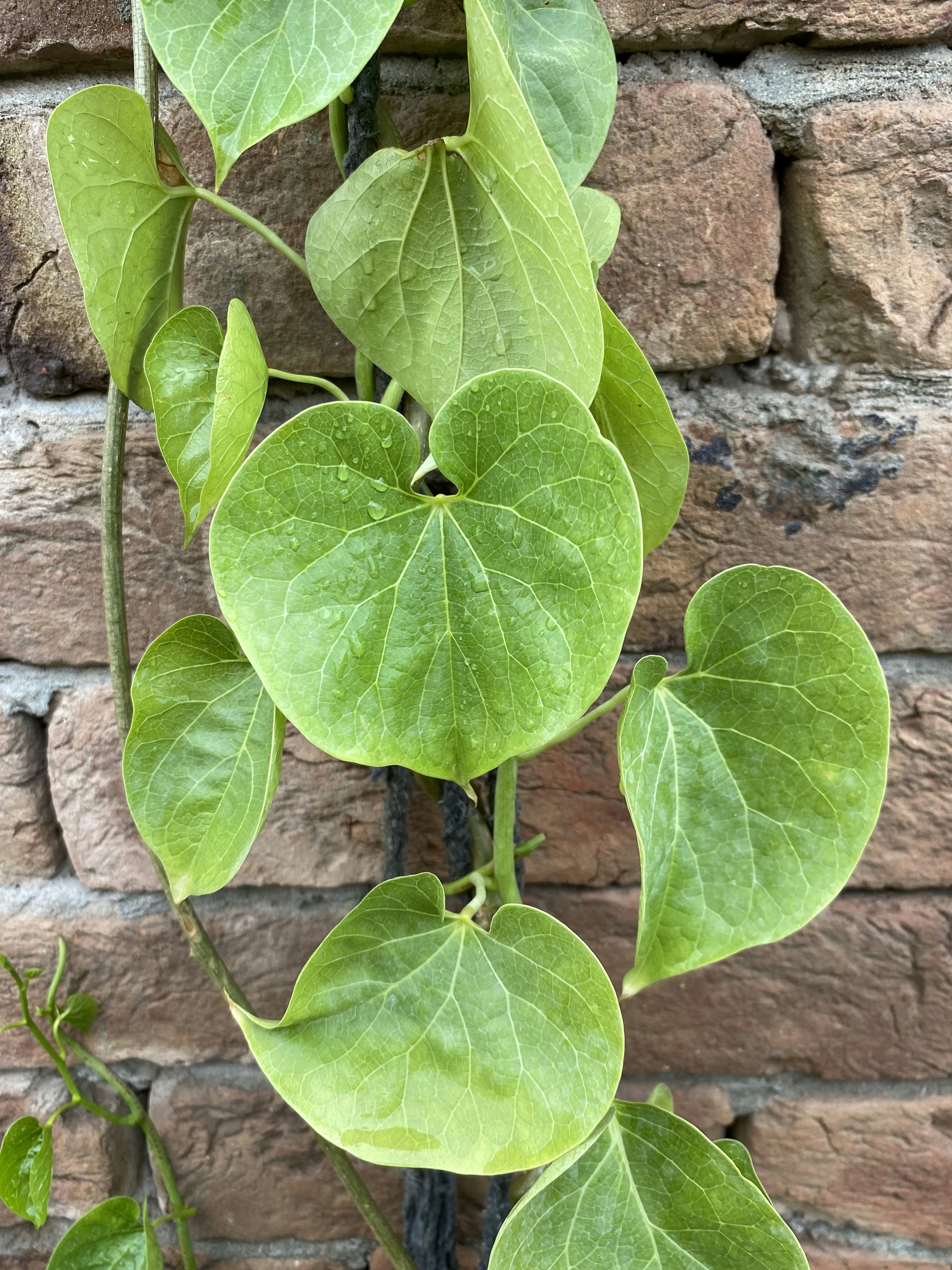 Heartleaf Vines on Weathered Brick: A Quiet Green Climb