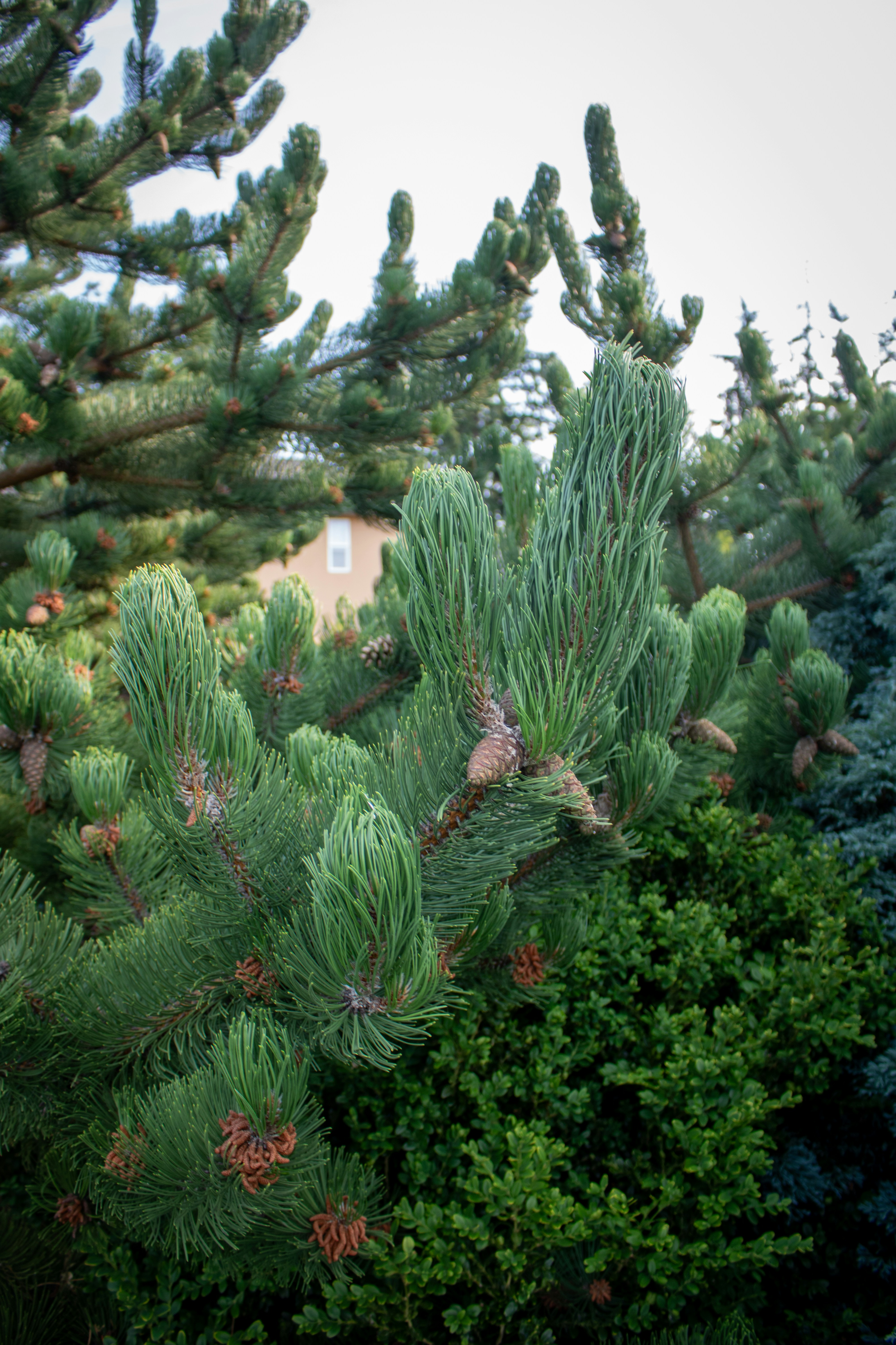 Green Whorls in Focus: Close-Up of Pine Sprigs Amid a Suburban Garden