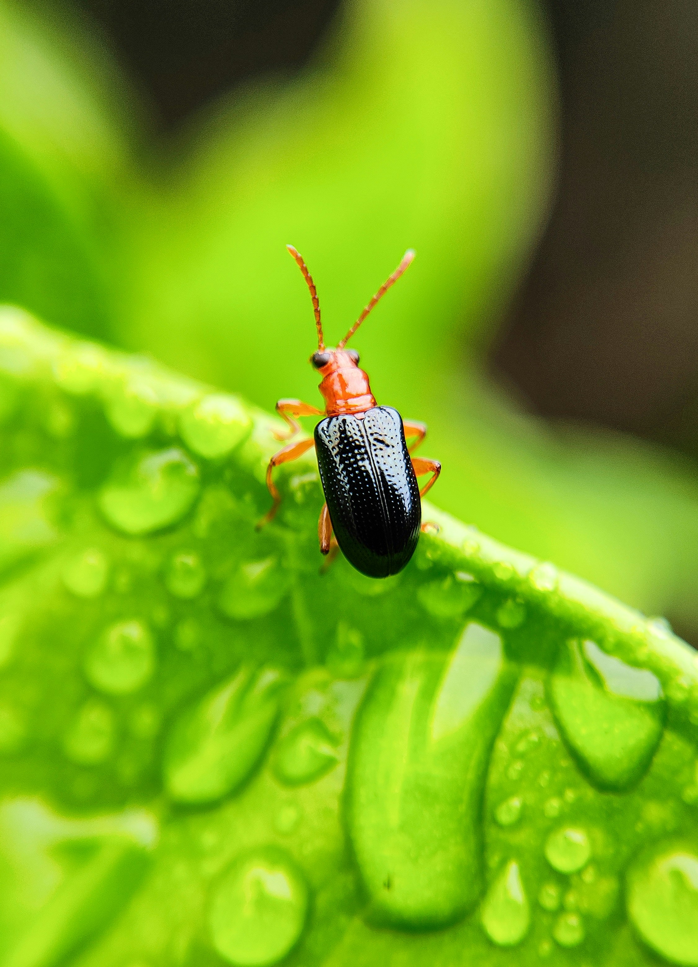 Crimson-headed Beetle on Dew-kissed Leaf