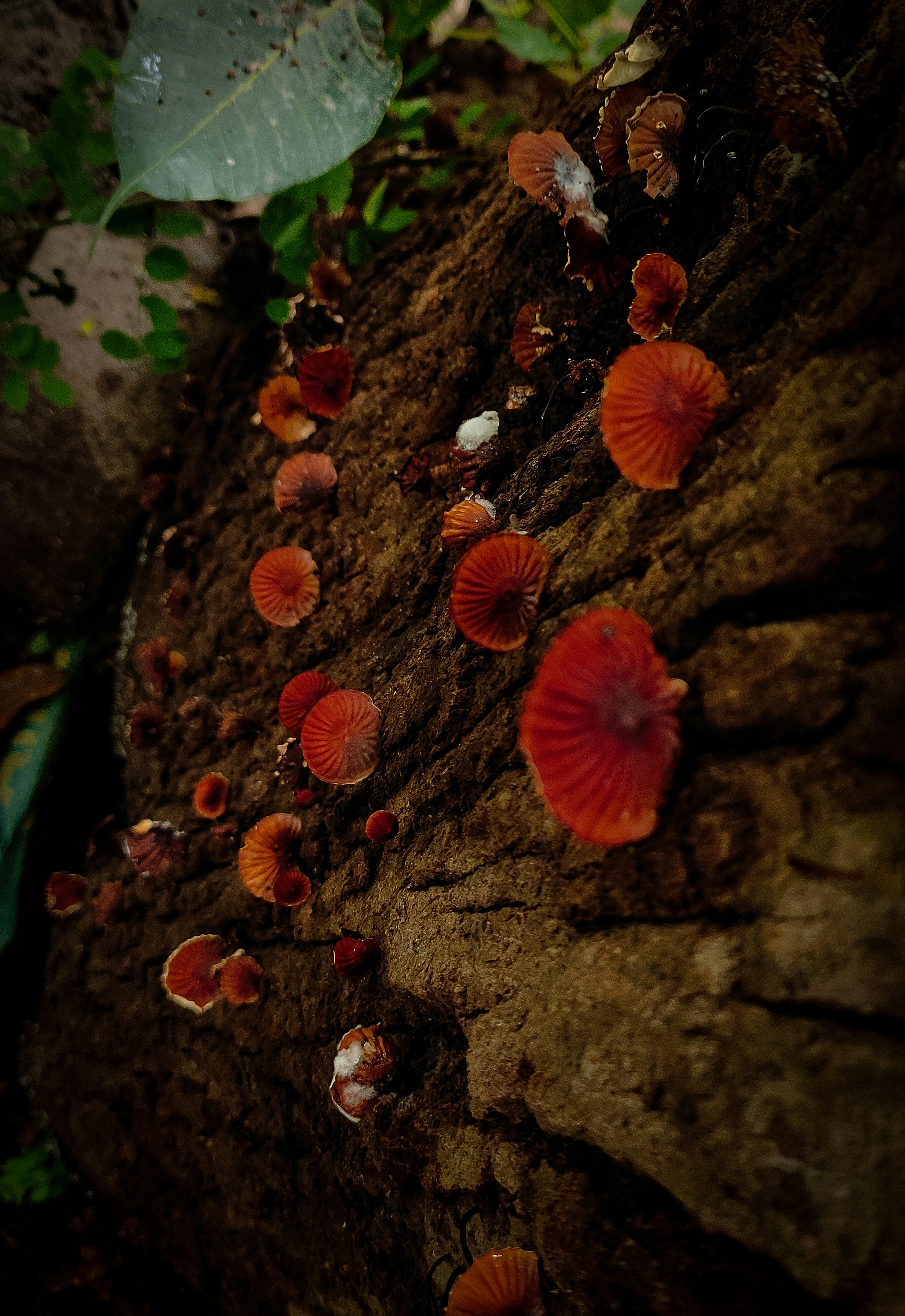 A group of mushrooms growing on the side of a tree