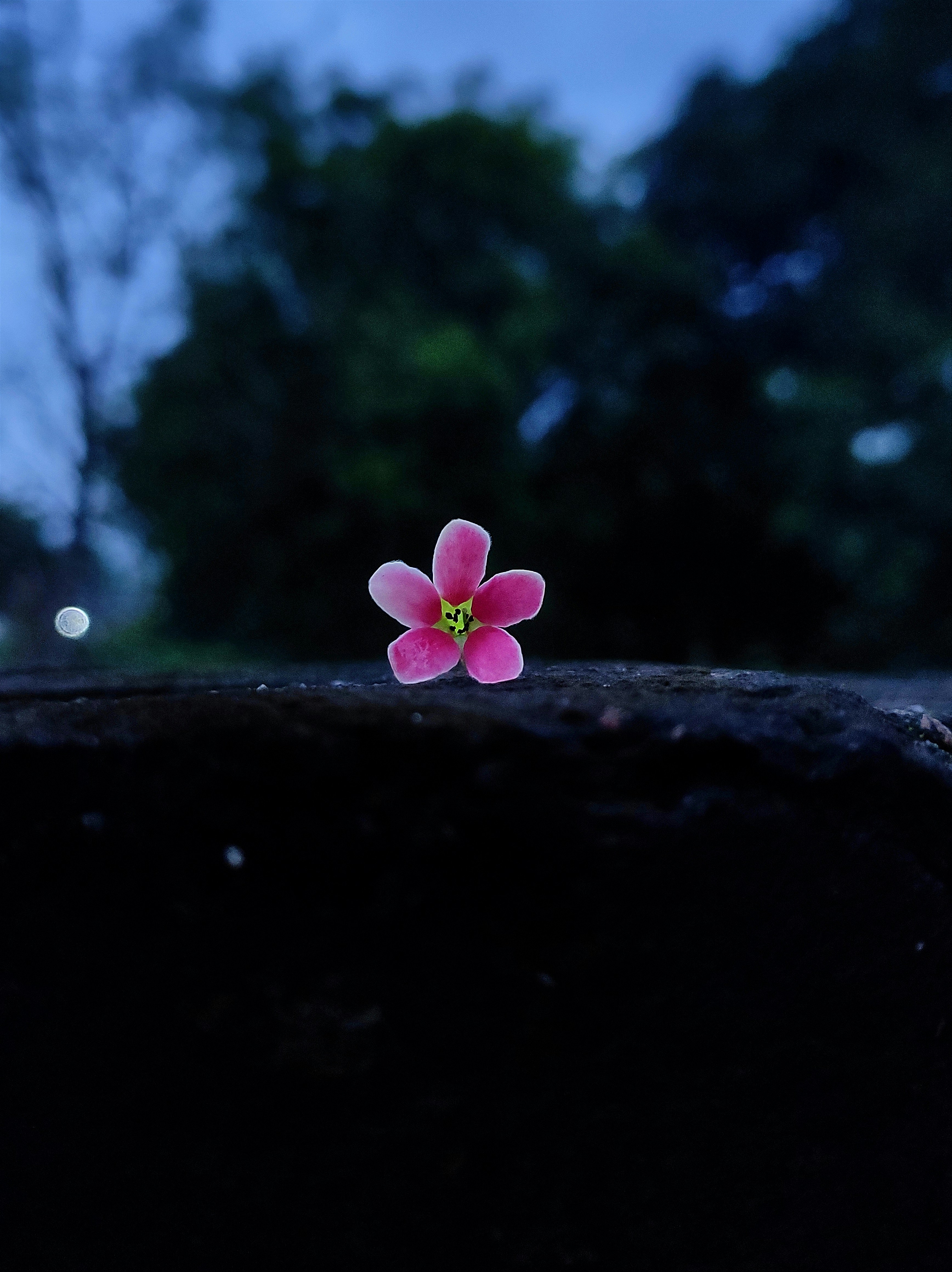 Photo by Shyamli Kashyap with Redmi Note 10 Pro