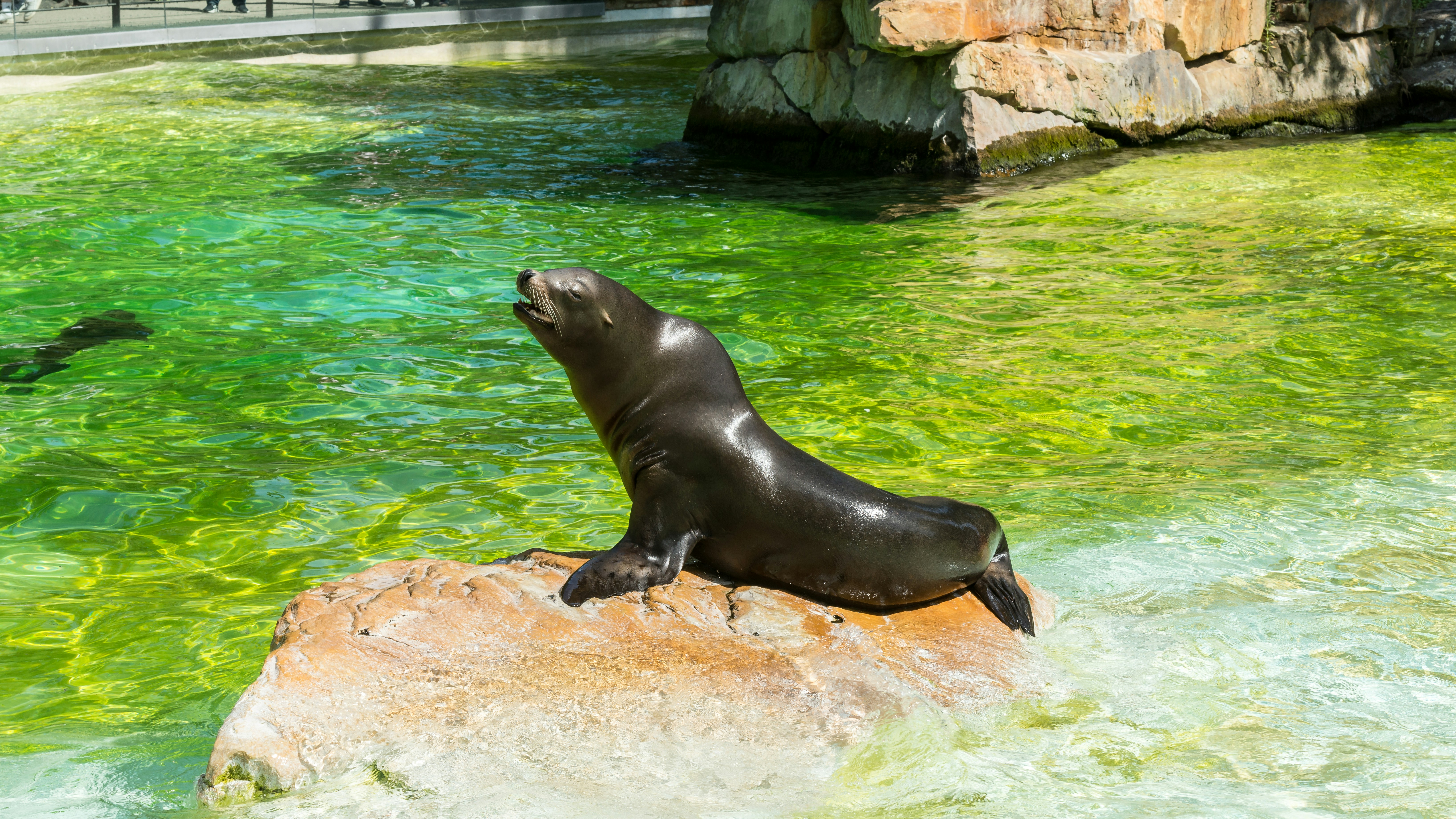 Sea Lion Sentinel on a Sunlit Rock in an Emerald Pool