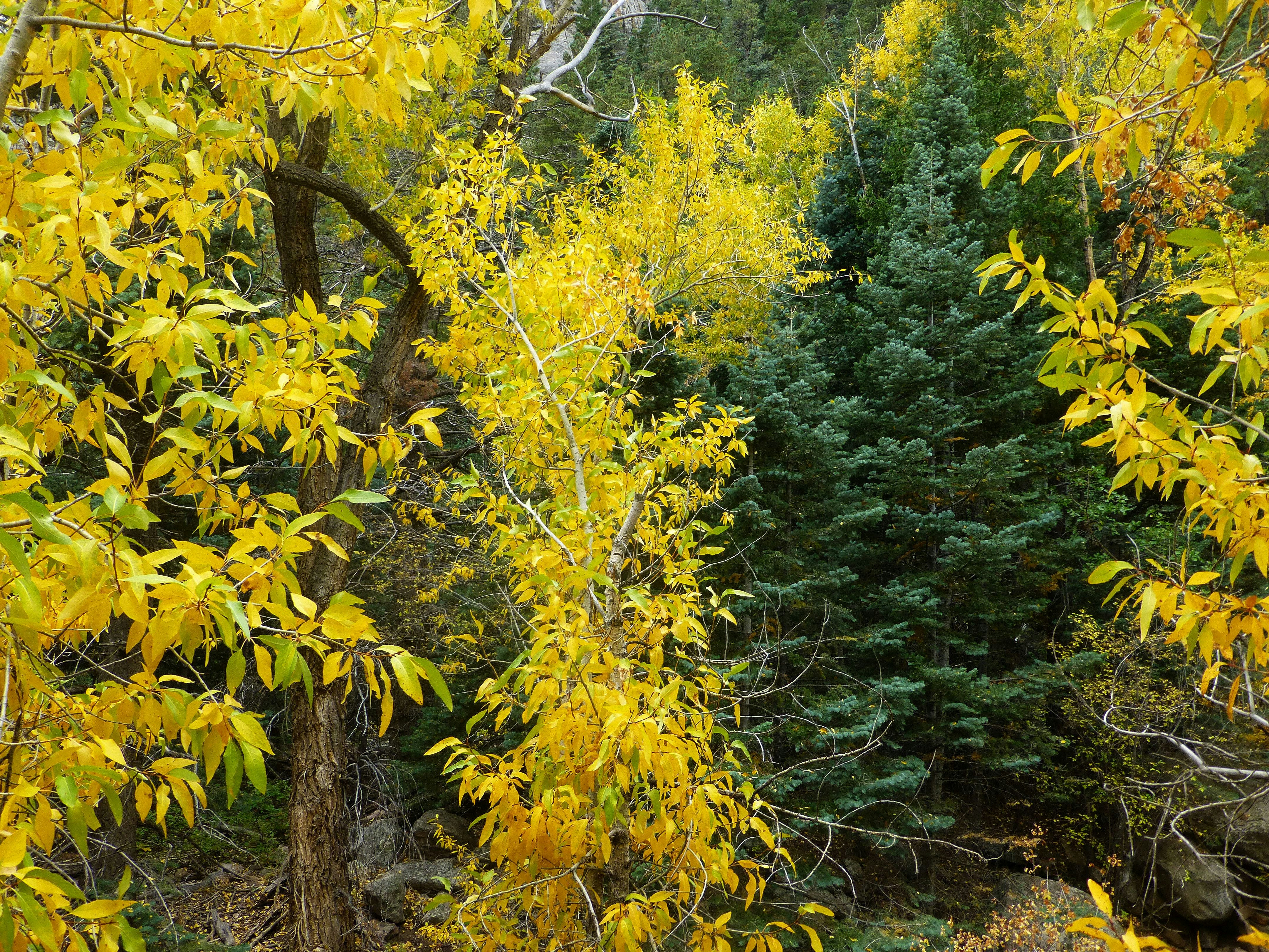 Un bosque lleno de muchos árboles cubiertos de hojas amarillas foto ...