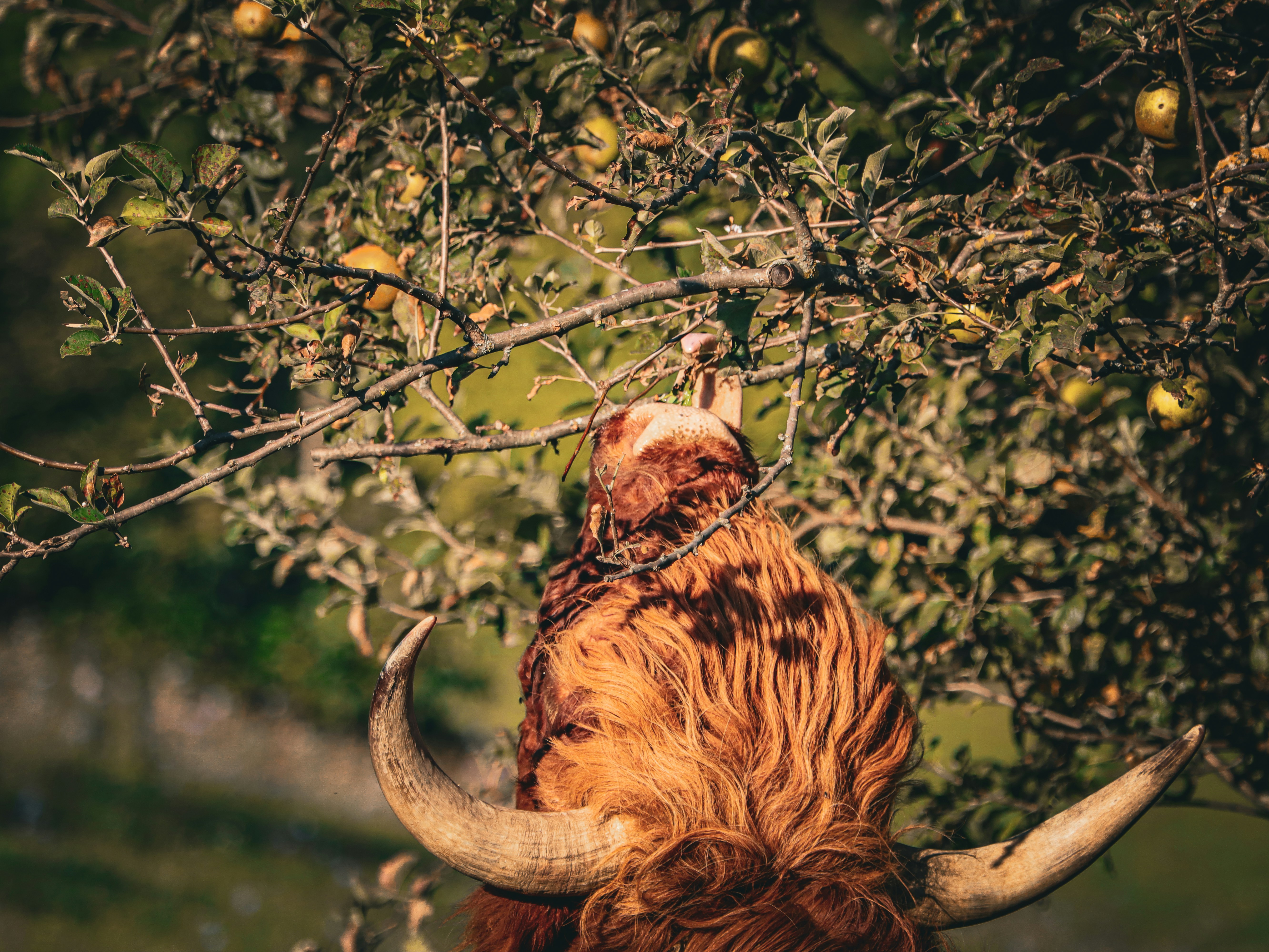 Curved Horns in the Orchard: A Red Highland Bull in Nature’s Pause