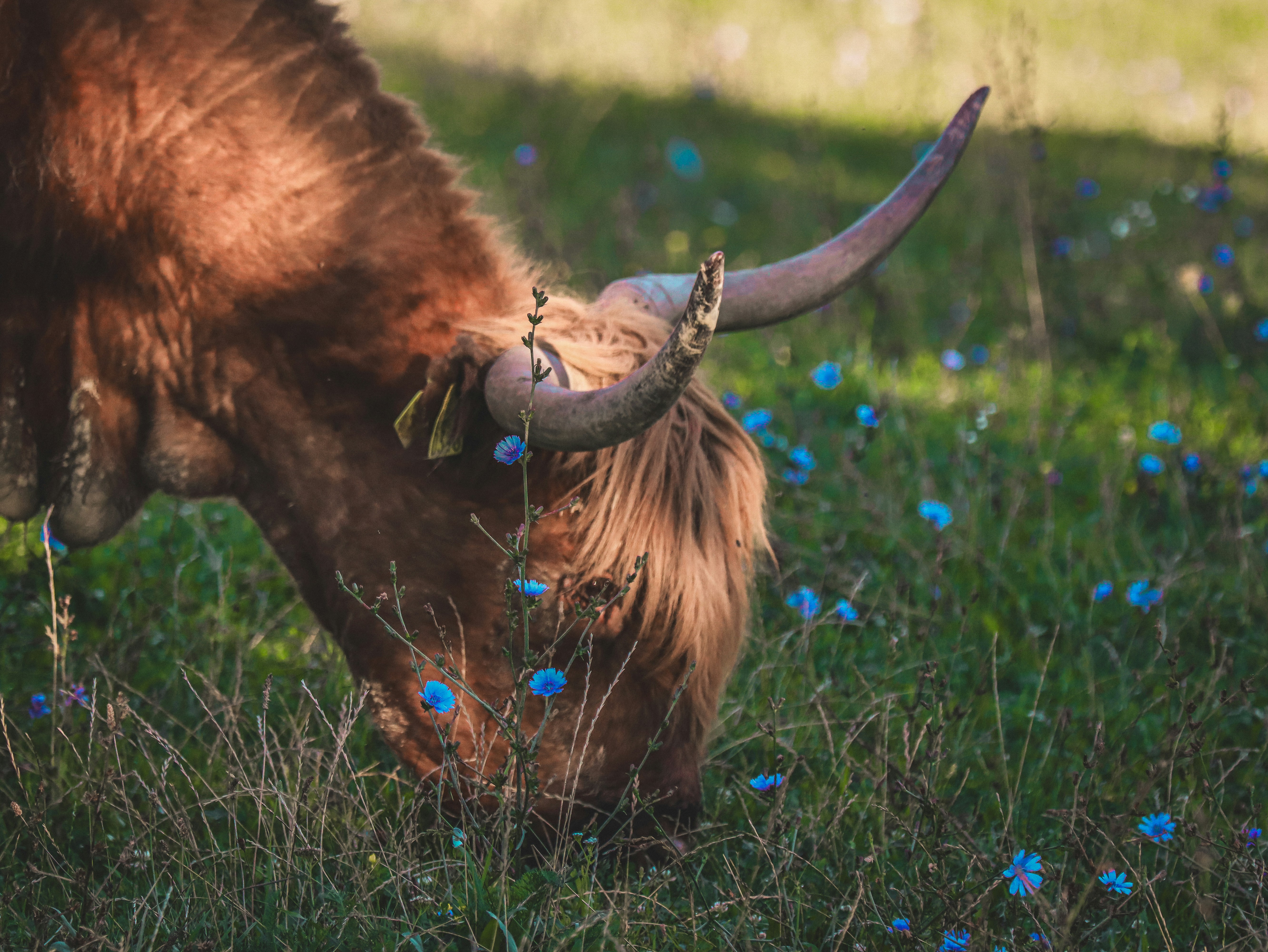 A yak eating grass in a field with blue flowers photo – Free Animal ...