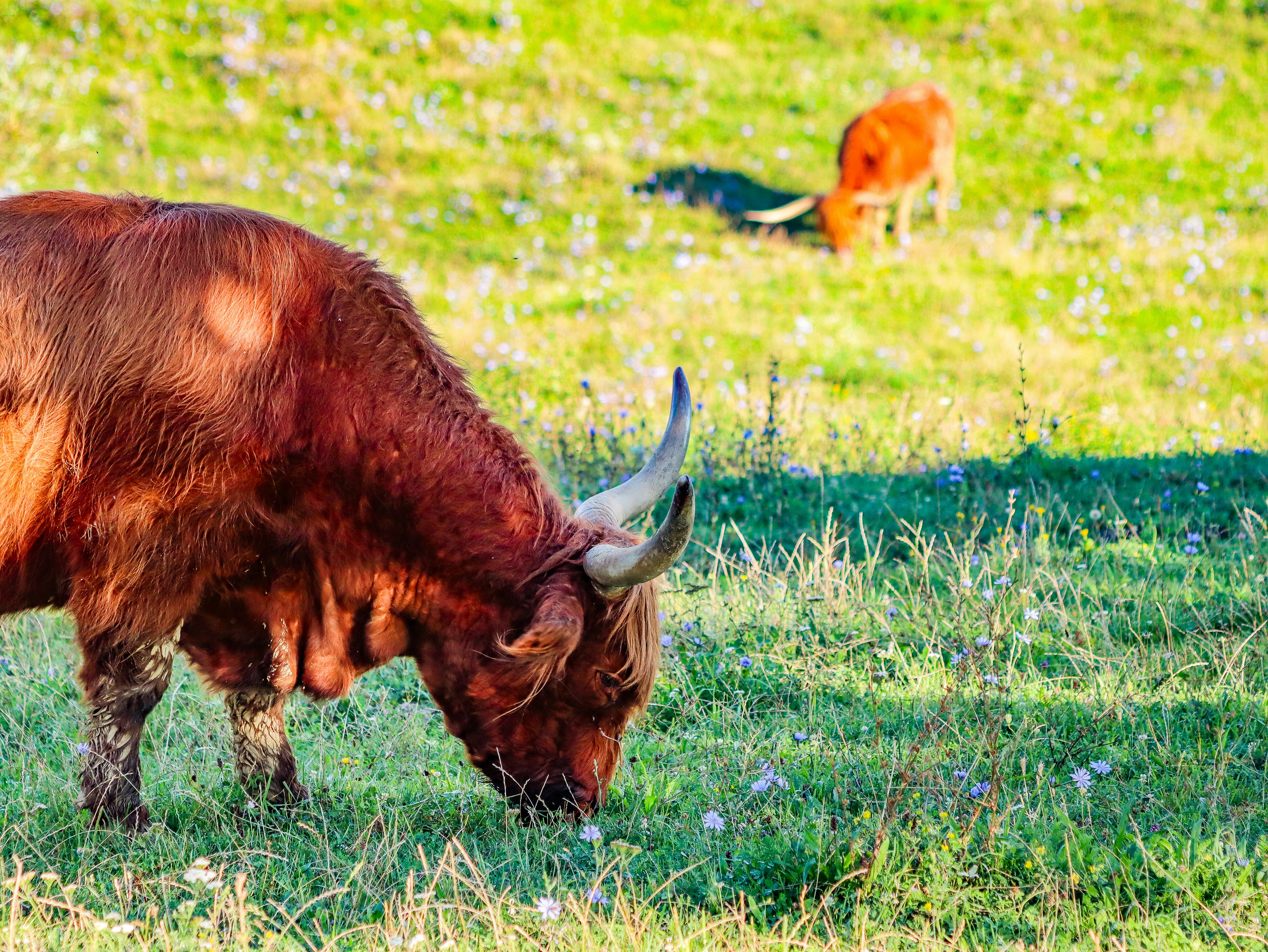 Grazing in the Meadow: Highland Bull in Sunlit Field