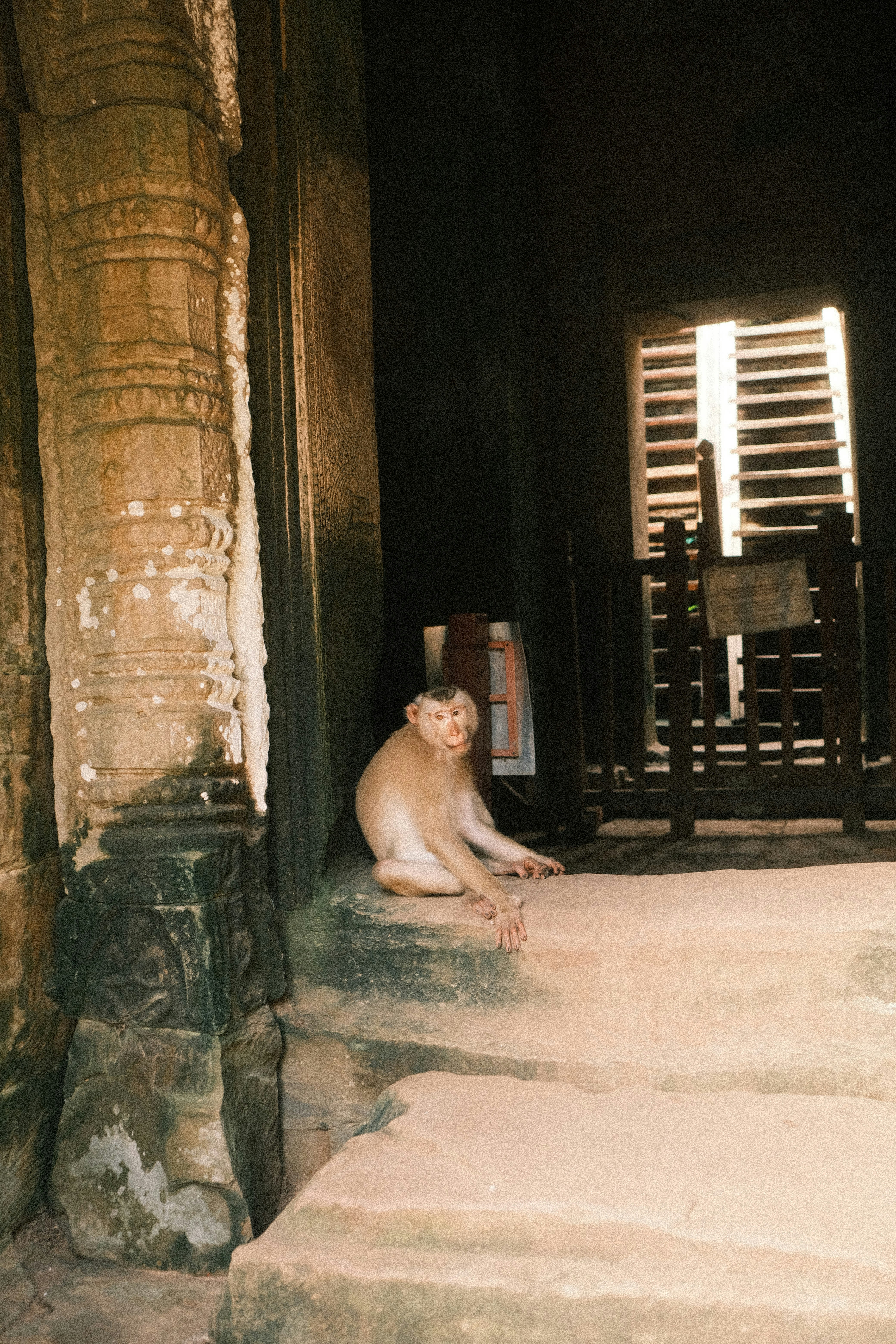 Threshold of Quiet: Macaque at the carved doorway of an ancient temple