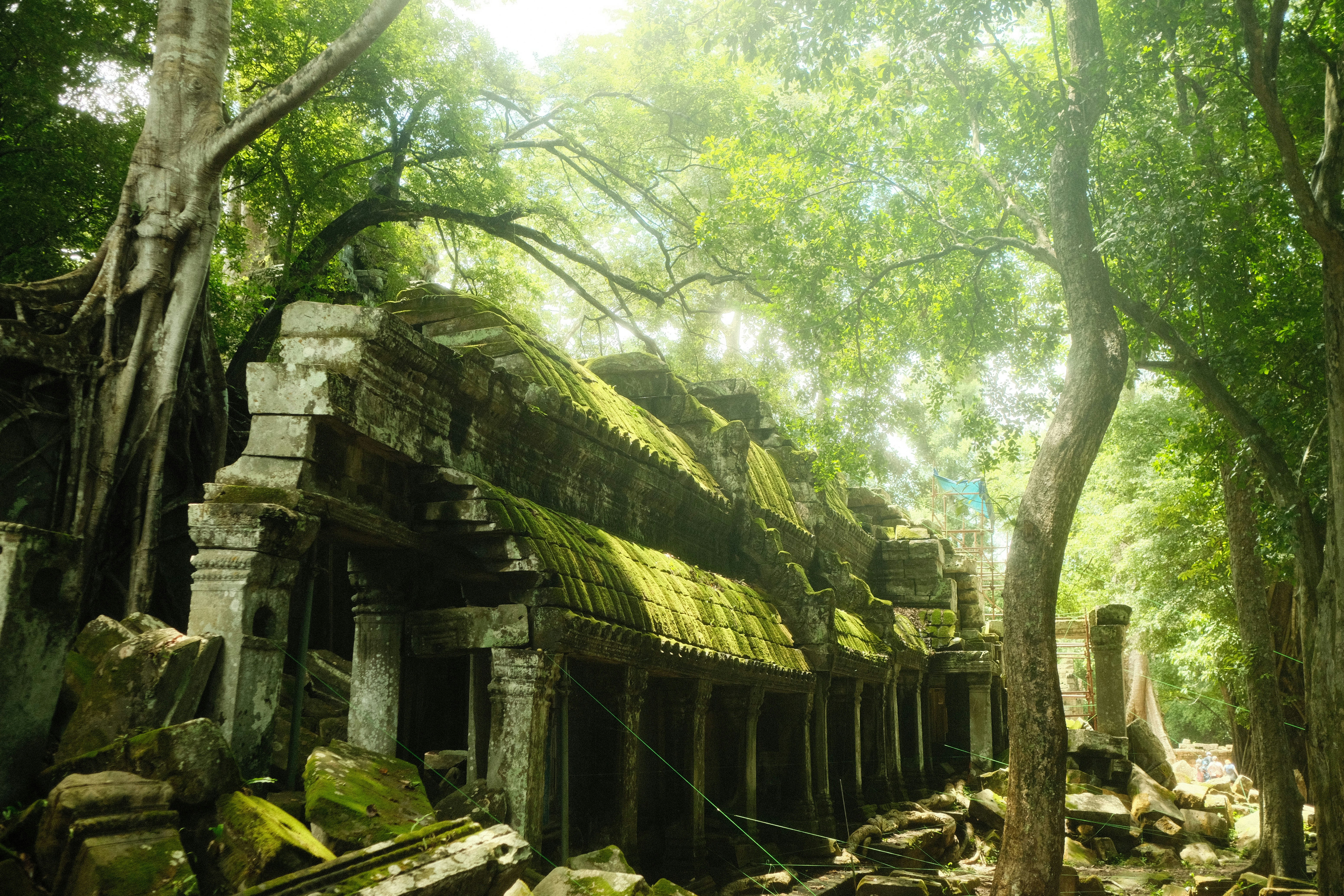 A group of trees that are in the woods photo – Free Ciudad de siem riep ...