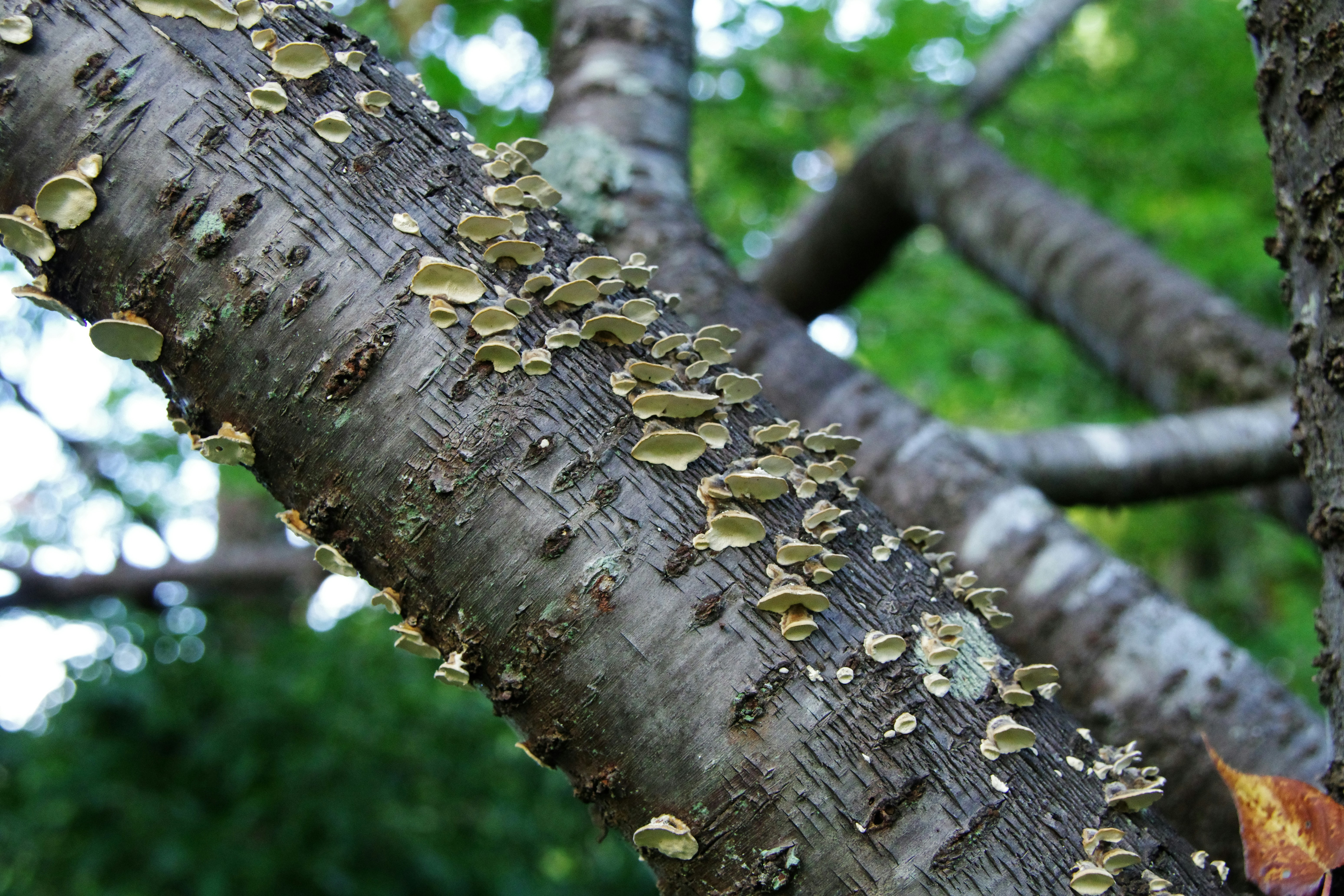 Shelf Fungi Etch a Quiet Pattern on Weathered Bark